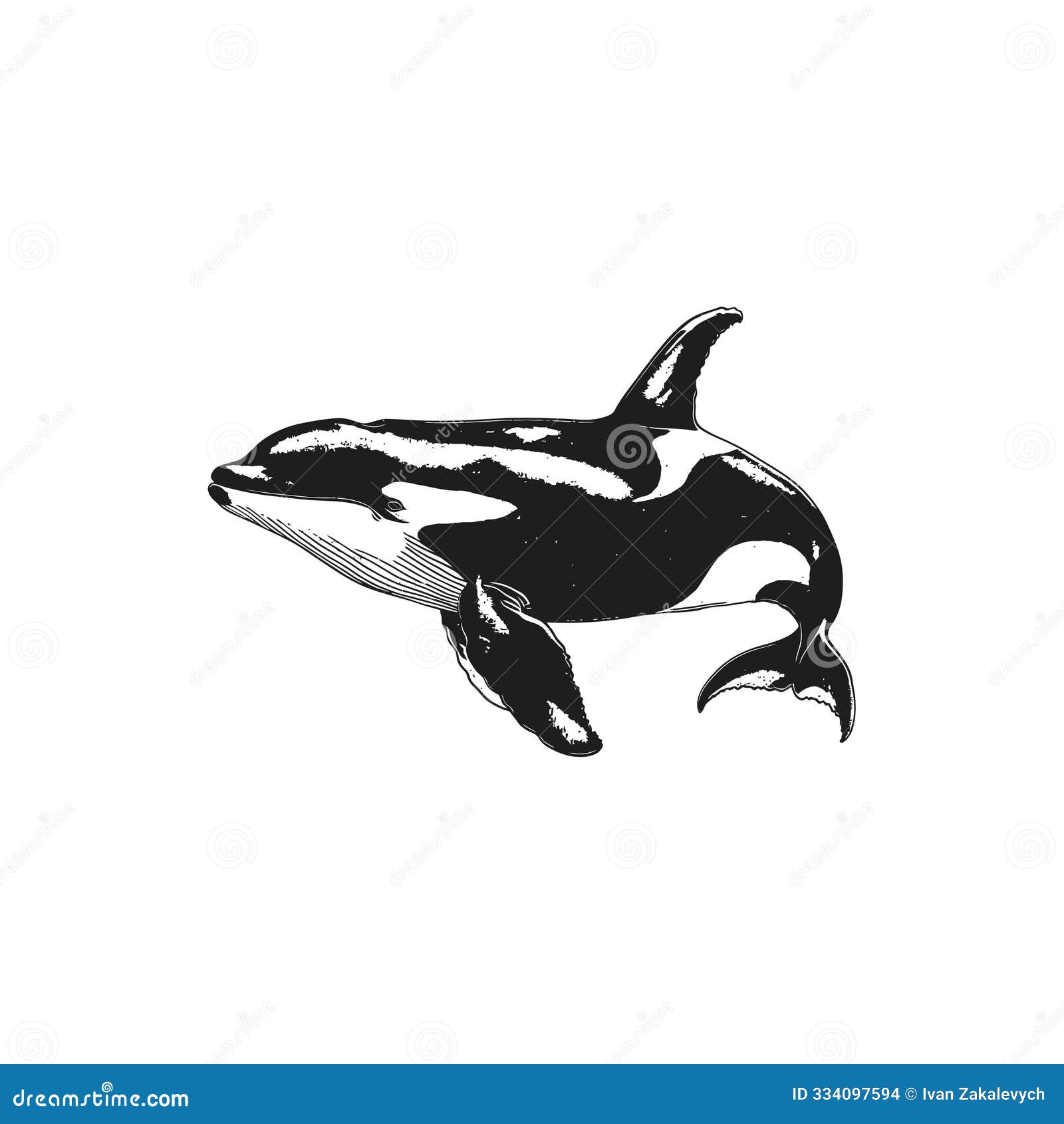 Orca Whale Black and White. Vector Illustration Design Stock ...