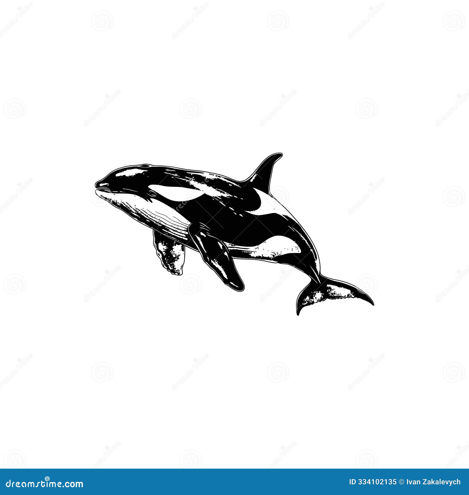 Orca Whale Black and White. Vector Illustration Design Stock ...