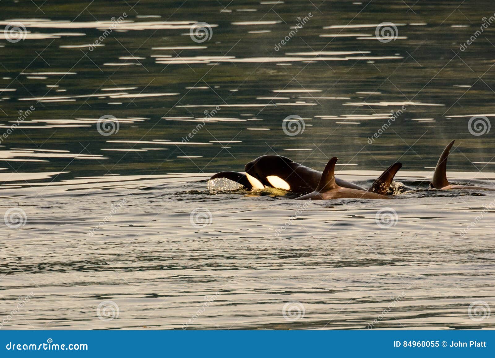 Orca whale on the chase stock image. Image of potential - 84960055
