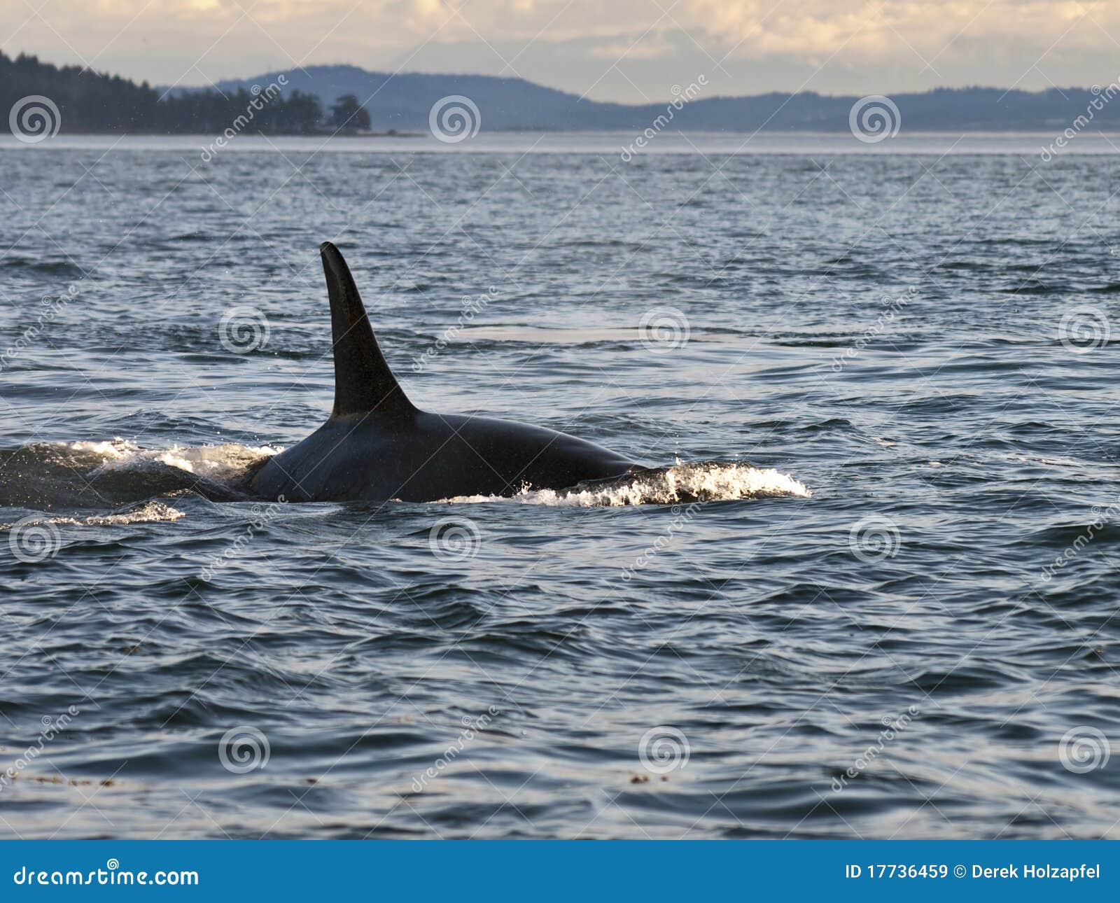 Orca Whale Dorsal Fin stock image. Image of nature, powerful - 17736459