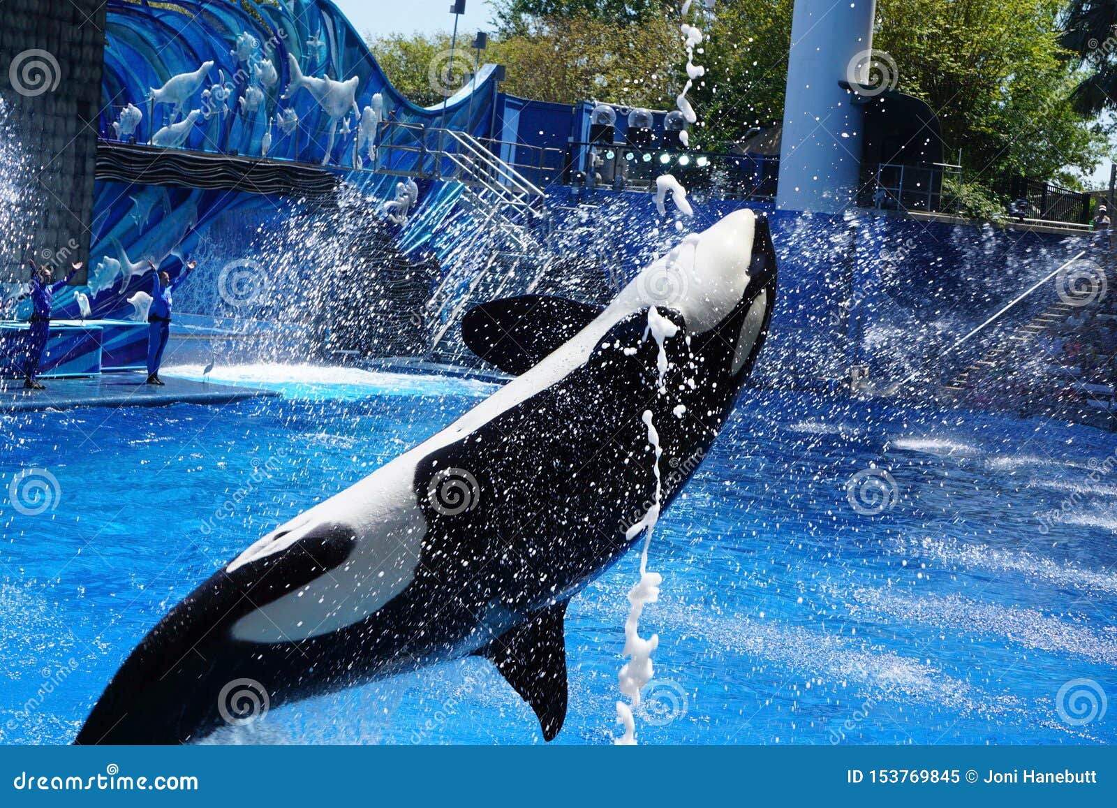 An Orca Whale Jumping for Visitors Editorial Image - Image of marine ...