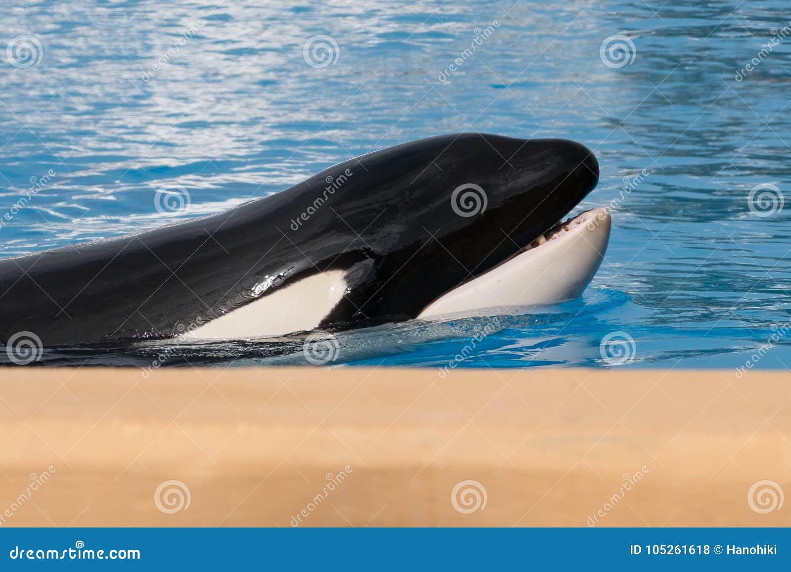 Orca Whale , Killer Whale Portrait Stock Photo - Image of mammal ...