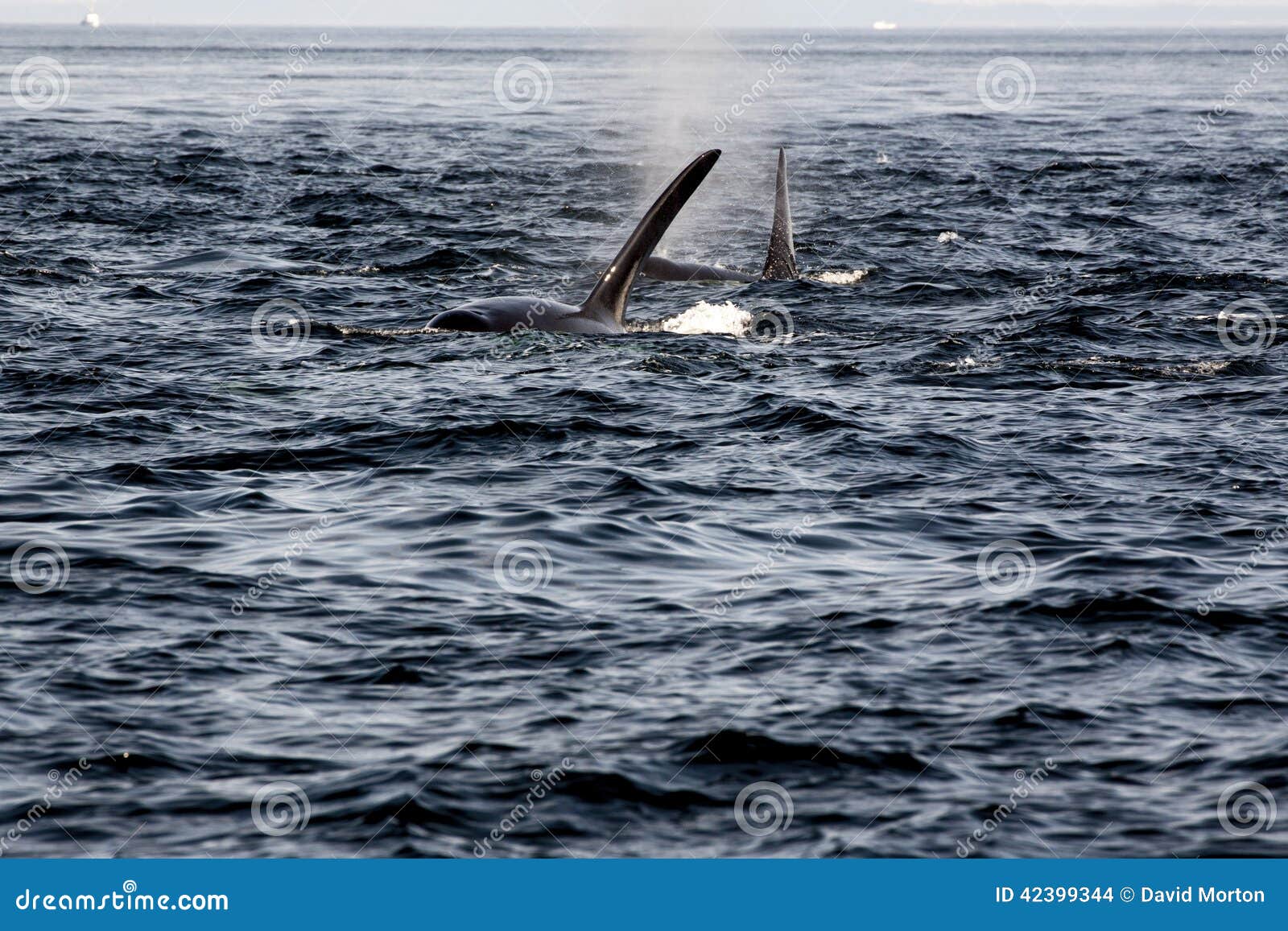 Orca whales stock photo. Image of killer, canada, rolling - 42399344