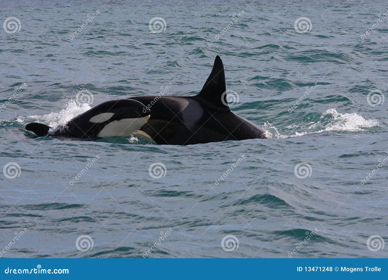 Orca Young and Adult Breaking the Waves Stock Photo - Image of westman ...
