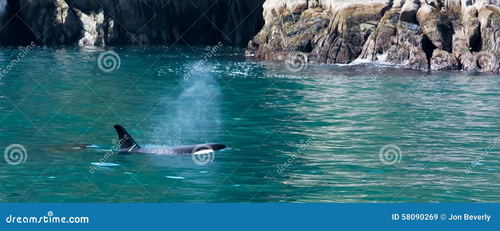 Orcas Above and Below the Water Stock Image - Image of water, exhaling ...