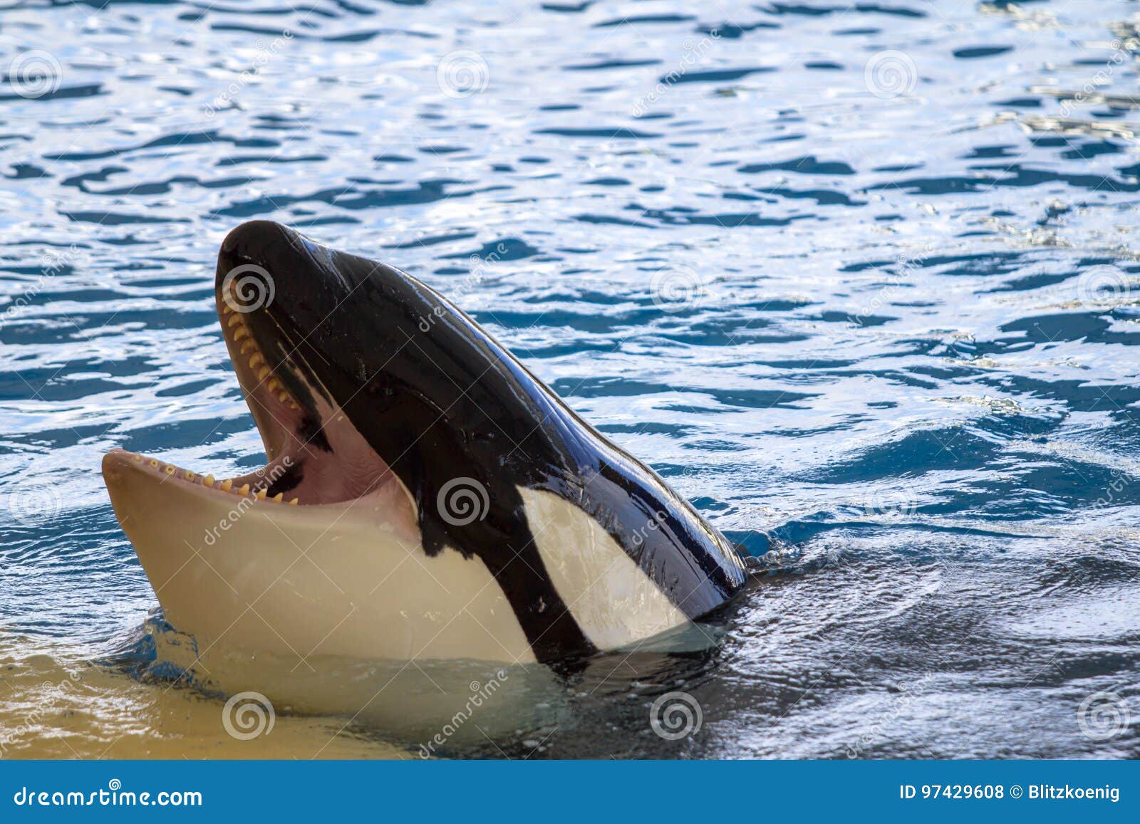 The Orcas Show in Loro Parque Stock Photo - Image of attraction ...