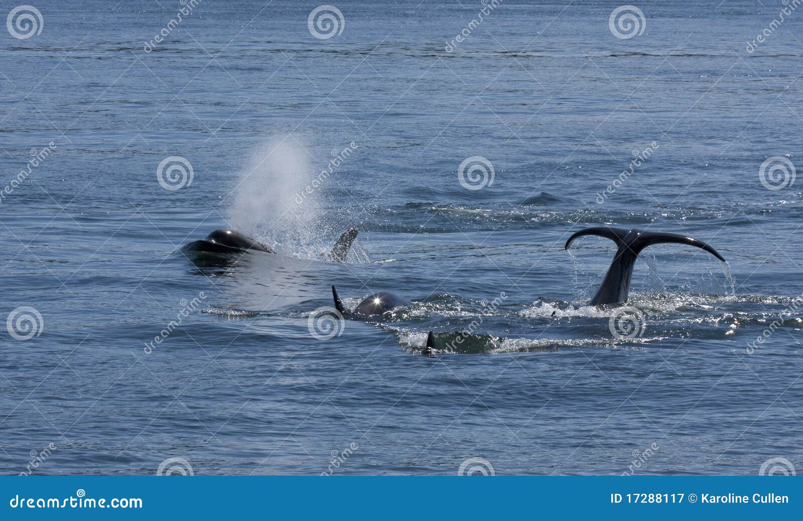 Orcas Swimming stock image. Image of black, mammal, wildlife - 17288117
