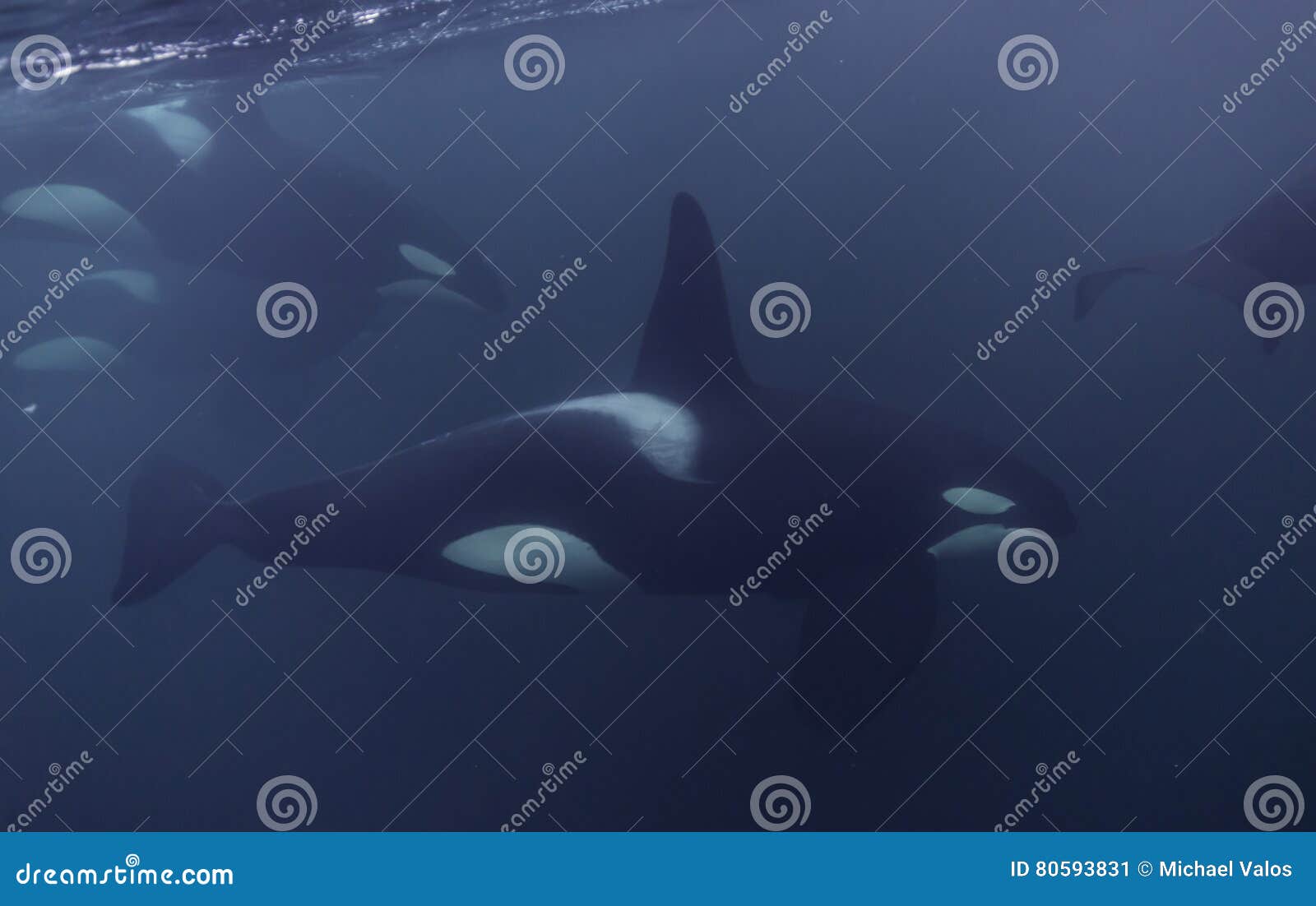 Orcas Underwater stock image. Image of aquatic, behaviour - 80593831