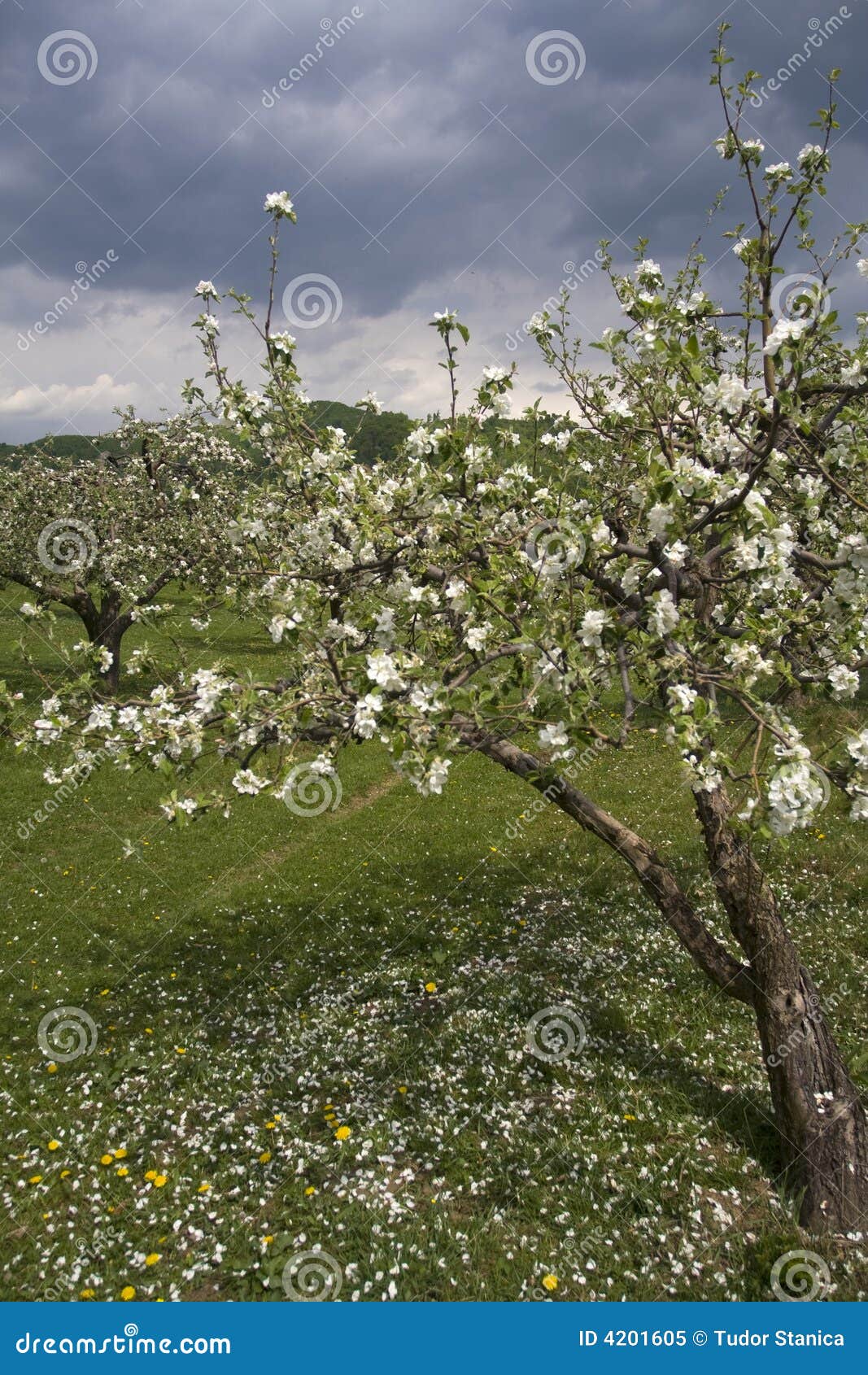 Orchard Picture. Image: 4201605