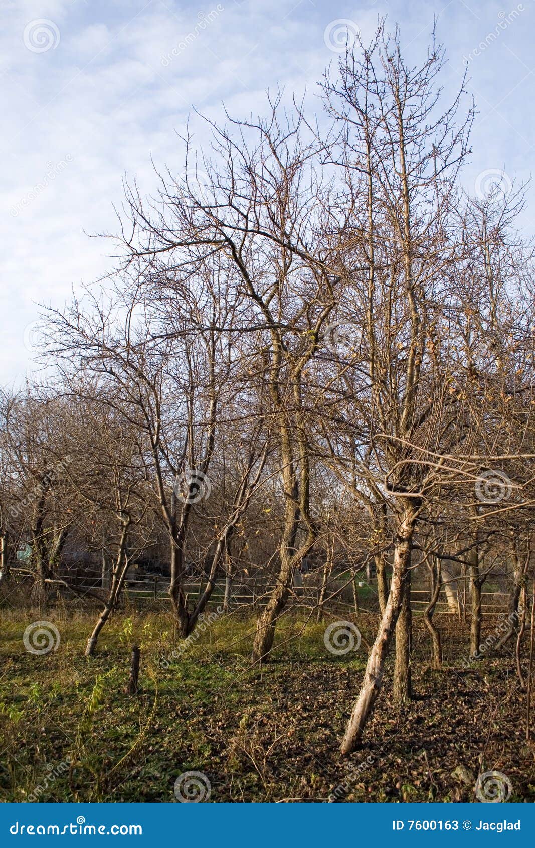 Orchard stock image. Image of bare, stem, silhouette, blue - 7600163