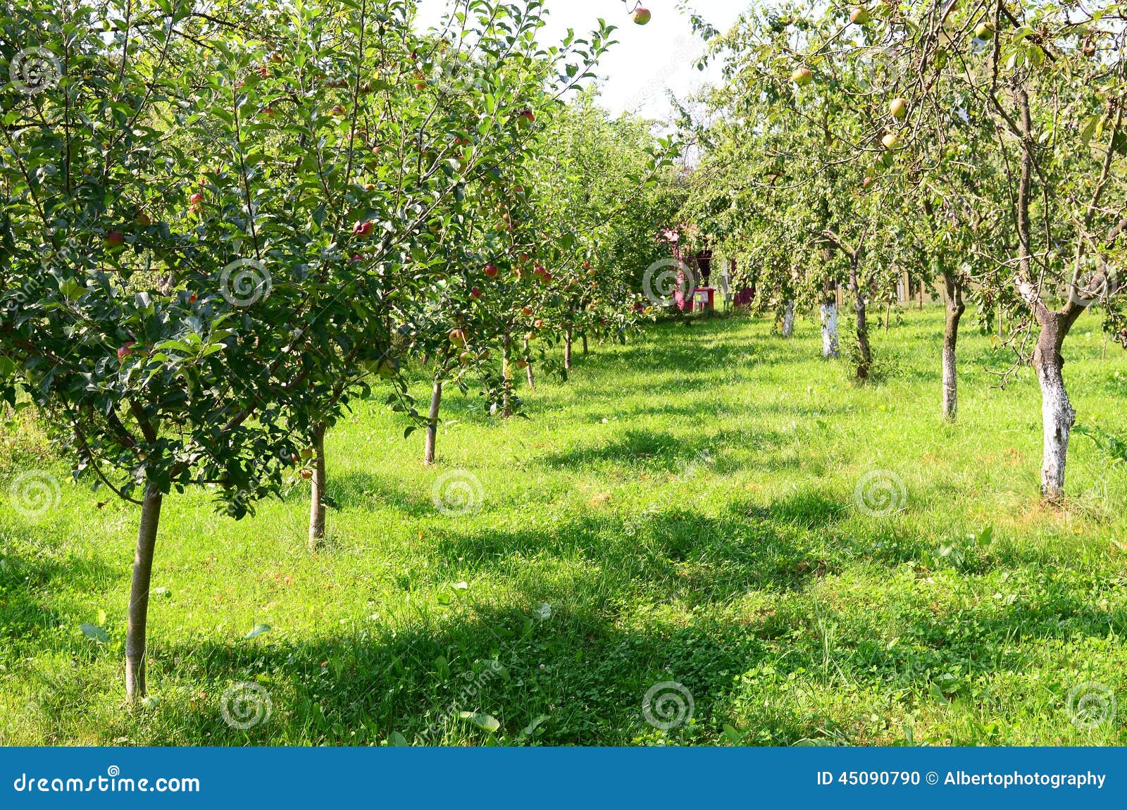 Orchard stock photo. Image of fruit, cloud, clouds, beautiful - 45090790
