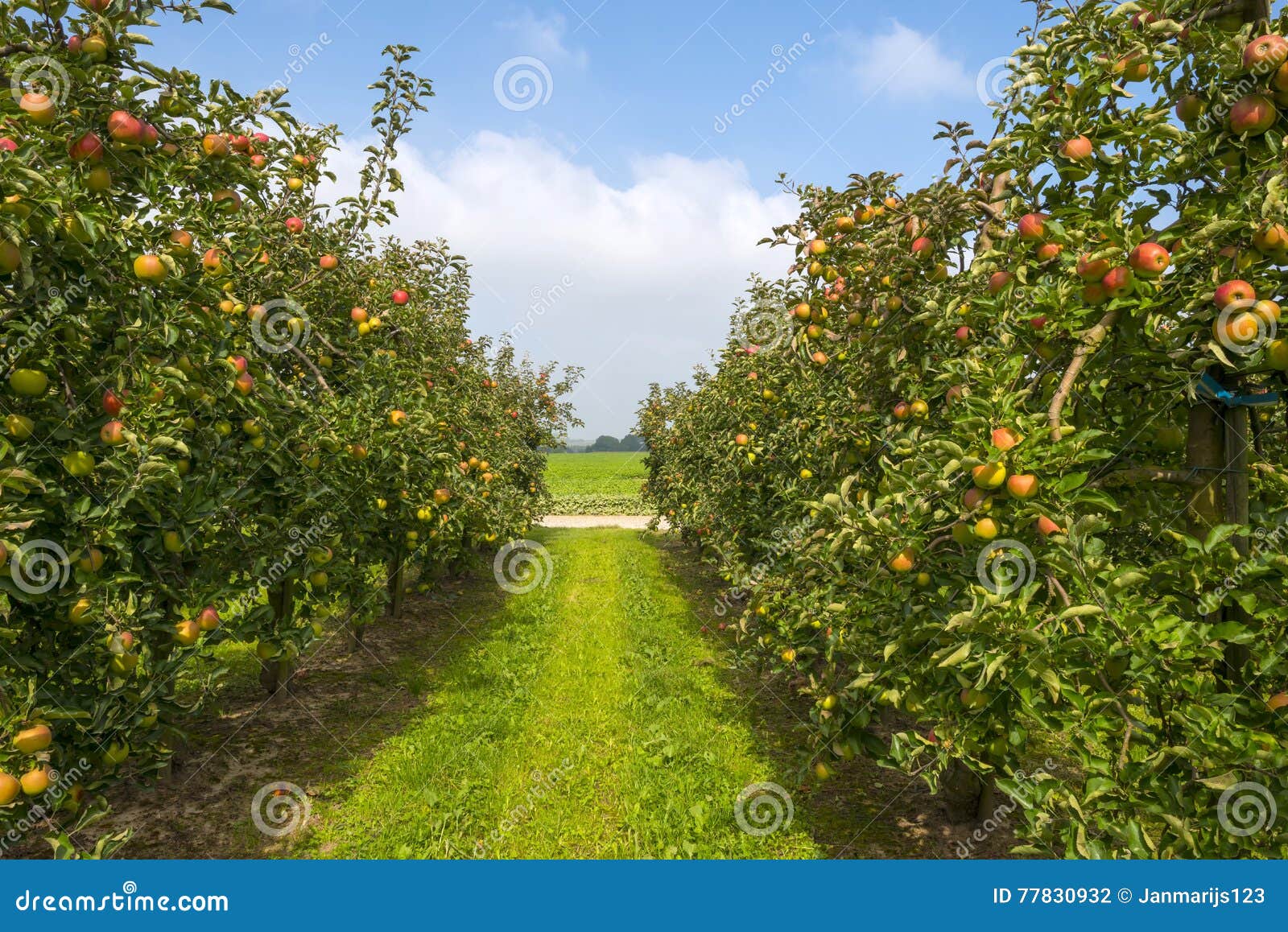 Orchard with Apple Trees in a Field Stock Photo - Image of tree, summer ...