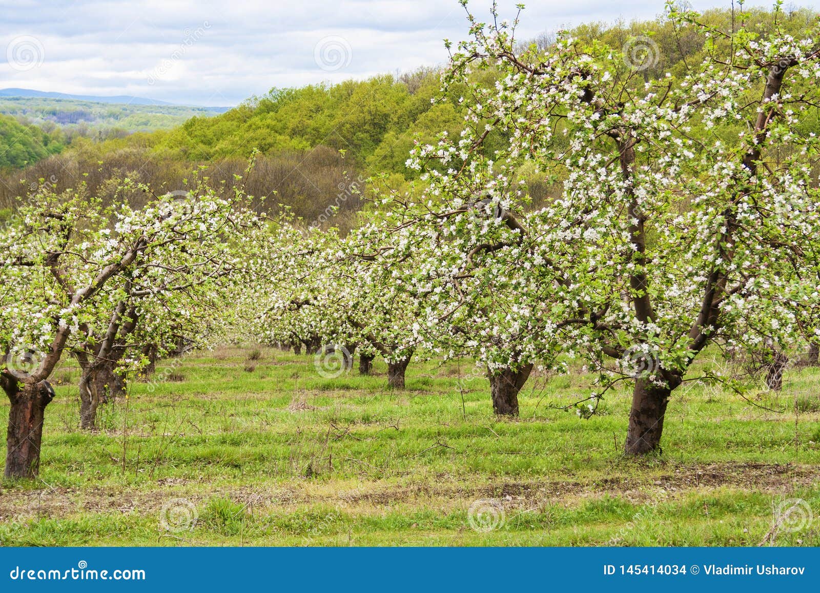 Orchard with Apple Trees during Flowering Stock Photo - Image of fruit ...