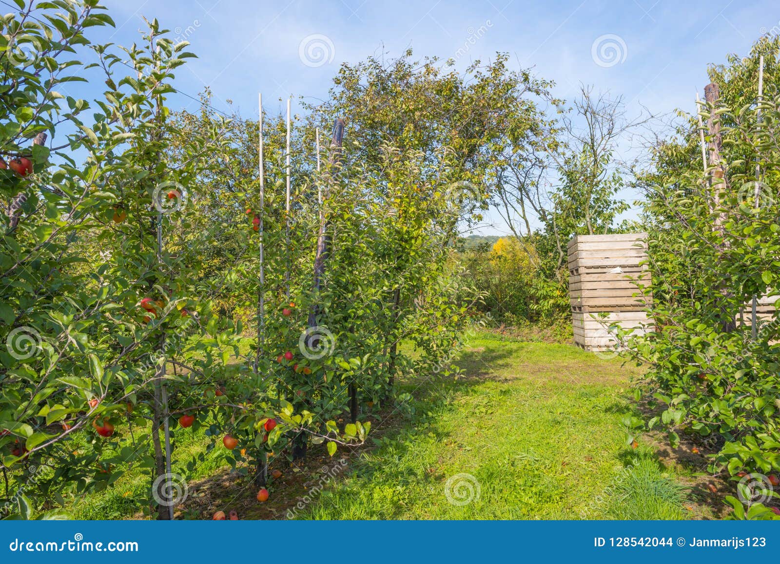 Orchard with Apple Trees in a Green Field in Sunlight at Fall Stock ...