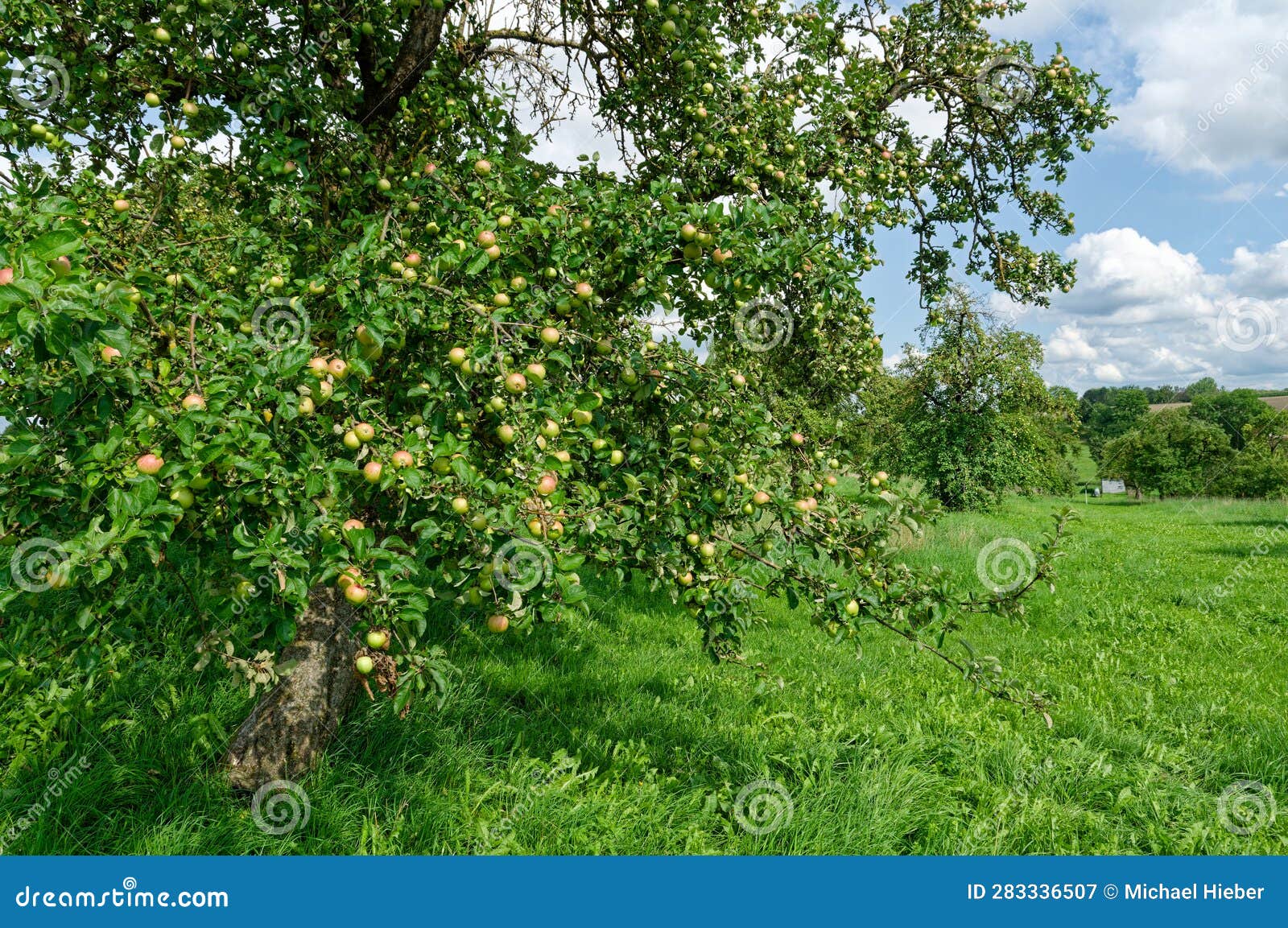 Orchard with Apple Trees, Summer in Southern Germany Stock Image ...
