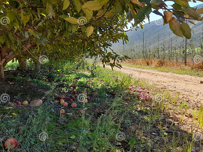 Orchard with Apples Under the Fruit Trees Stock Photo - Image of leaves ...