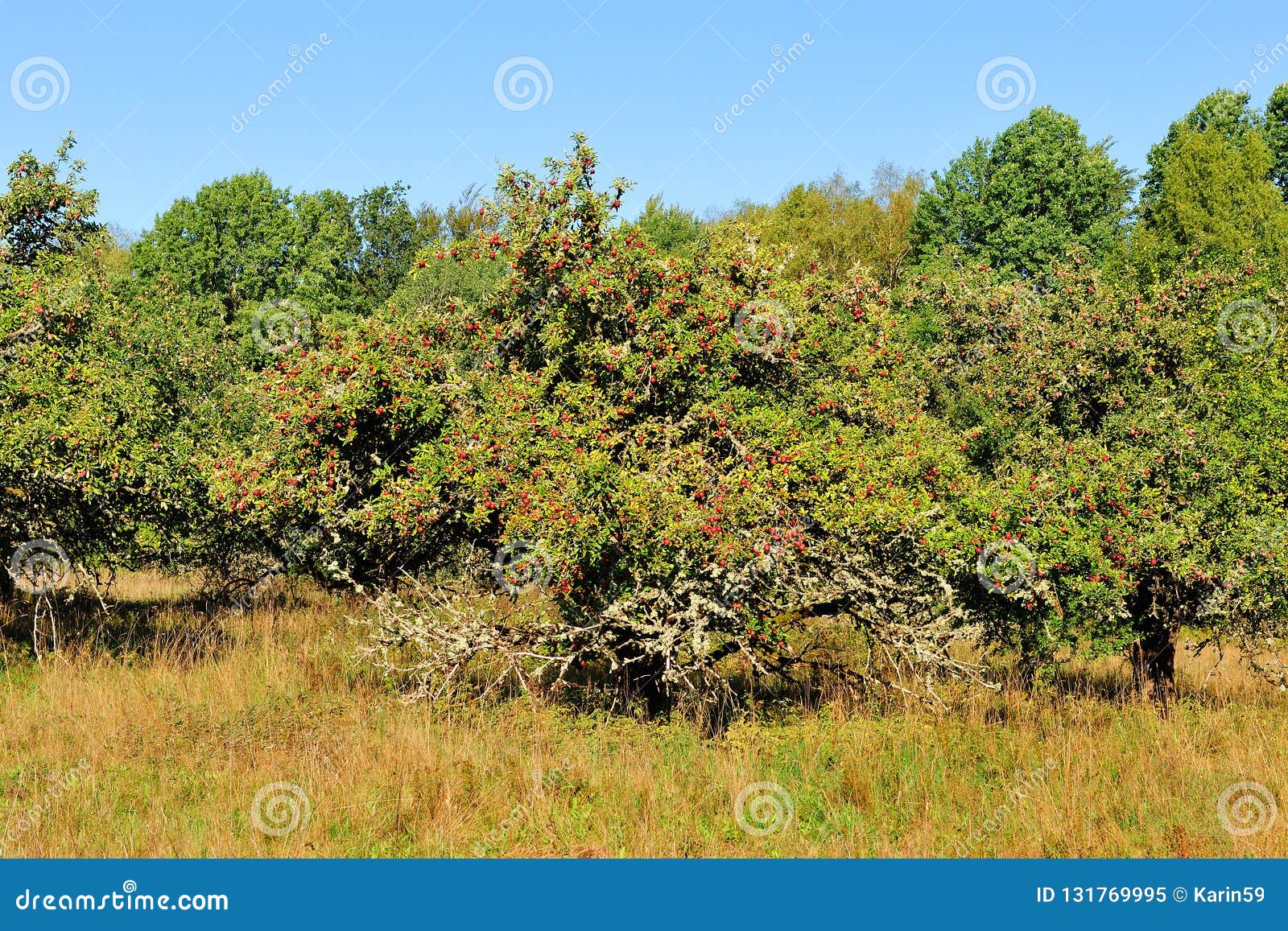 Orchard in Autumn with Apple Tree Stock Image - Image of autumn ...