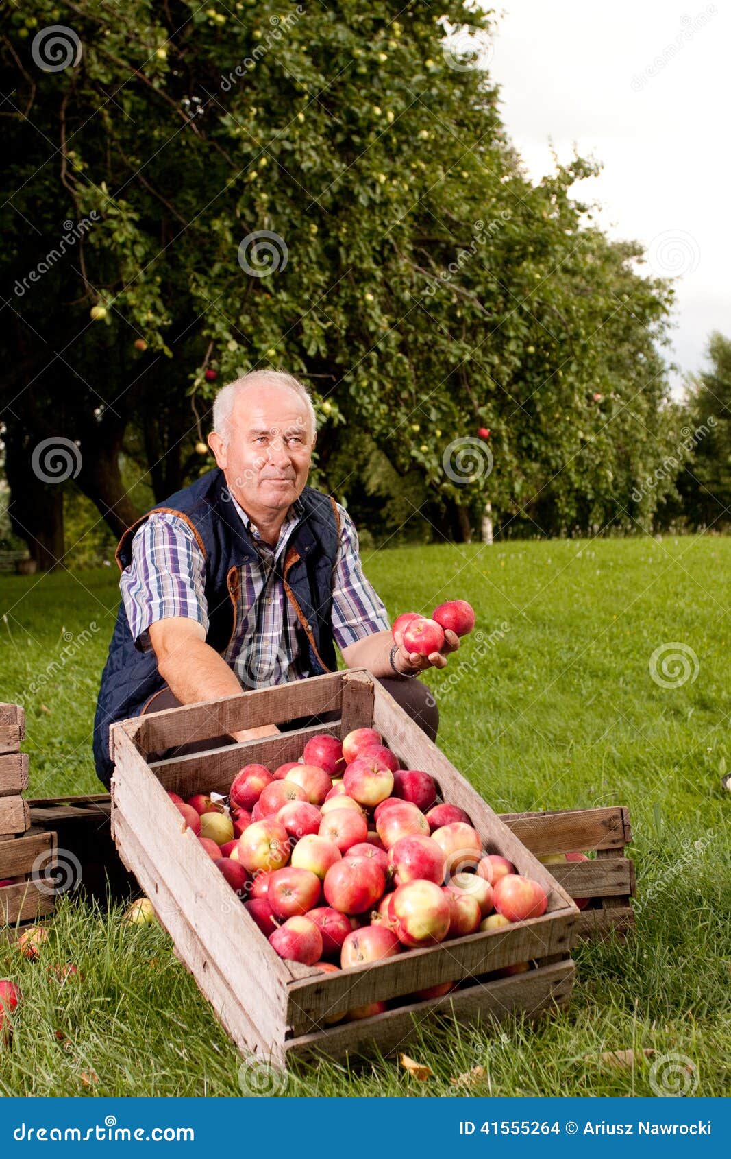 Orchard stock photo. Image of plant, ripe, garden, gardener - 41555264