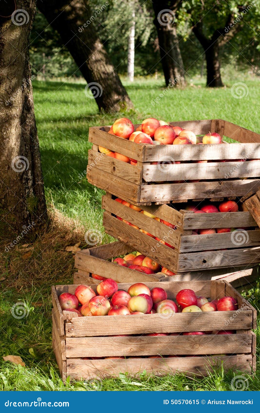 Orchard stock image. Image of fruit, green, tree, plant - 50570615