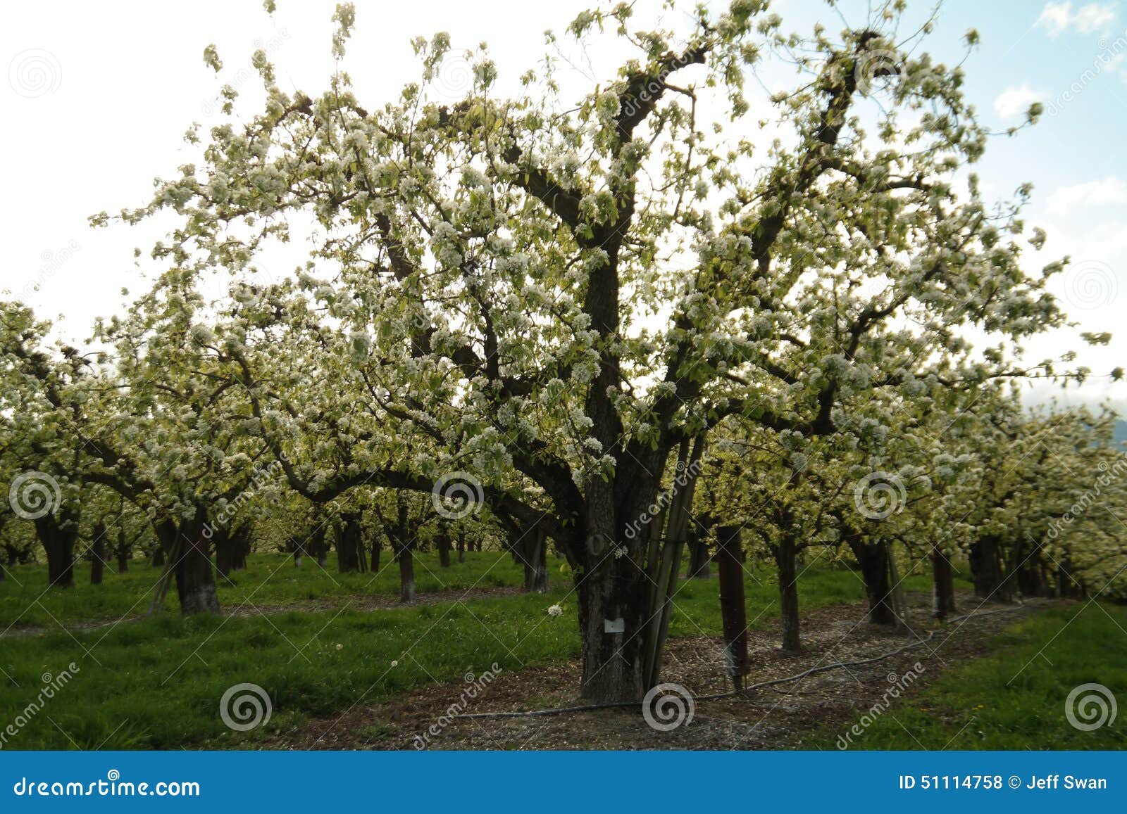 Orchard in bloom stock photo. Image of bloom, washington - 51114758