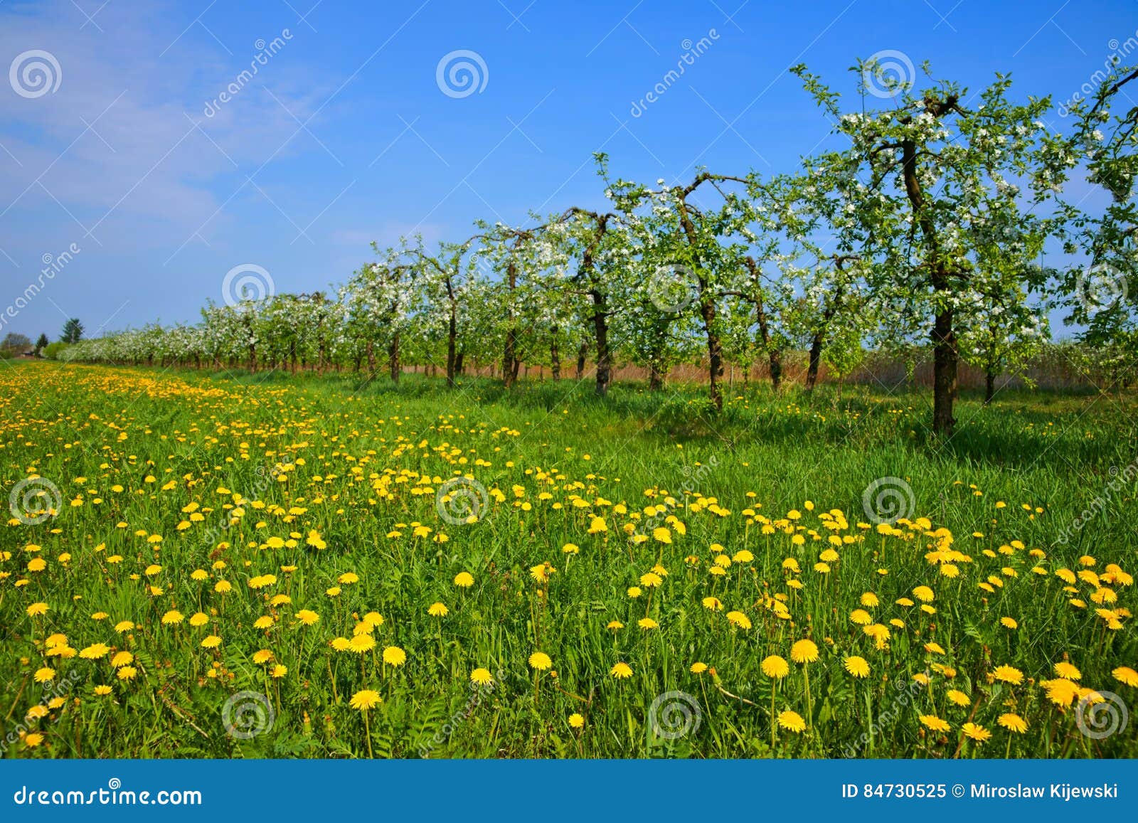 Orchard, Blooming Apple Trees and a Meadow with Dandelions Stock Image ...