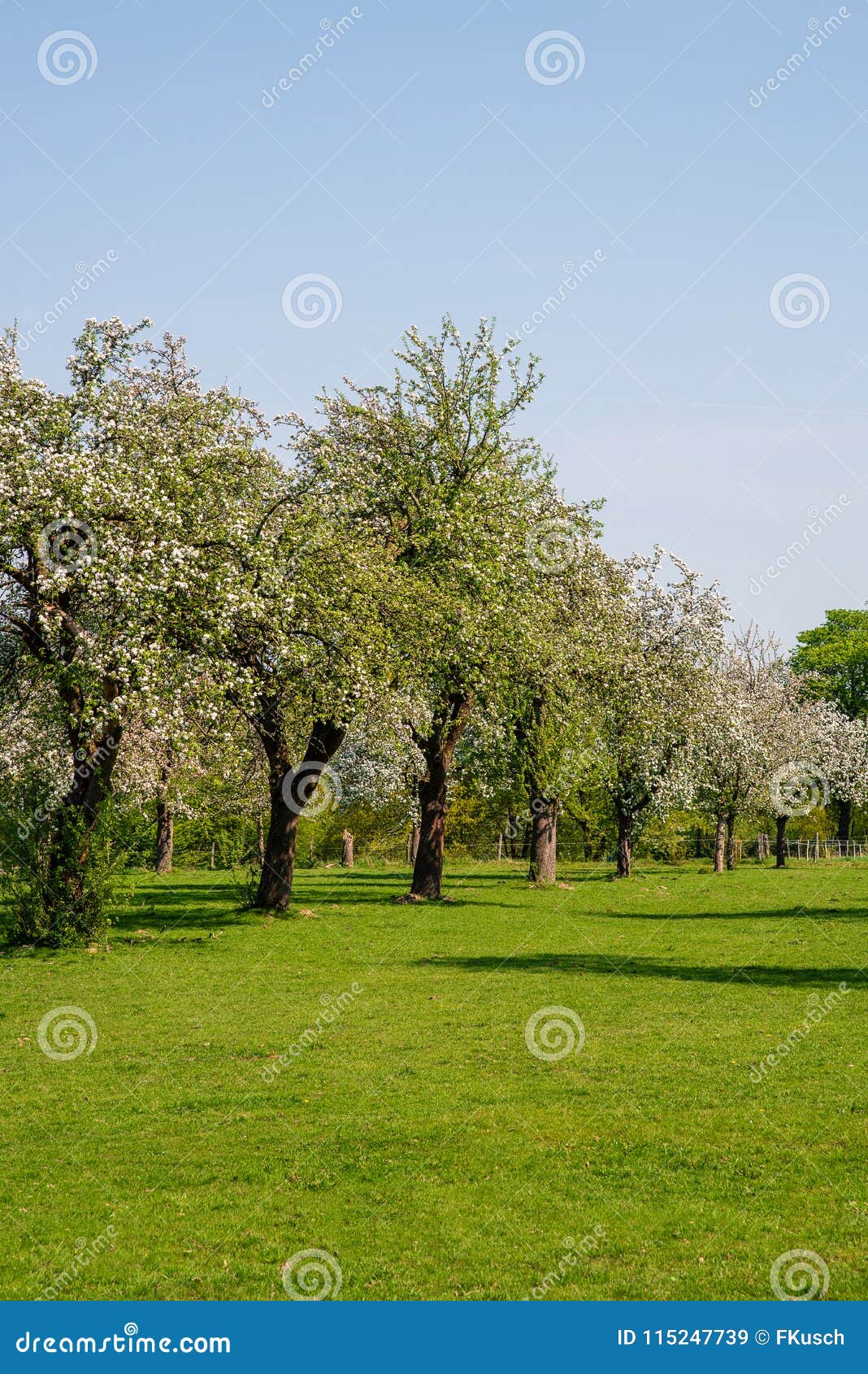 Orchard with Blooming Apple Trees in Spring Stock Image - Image of ...