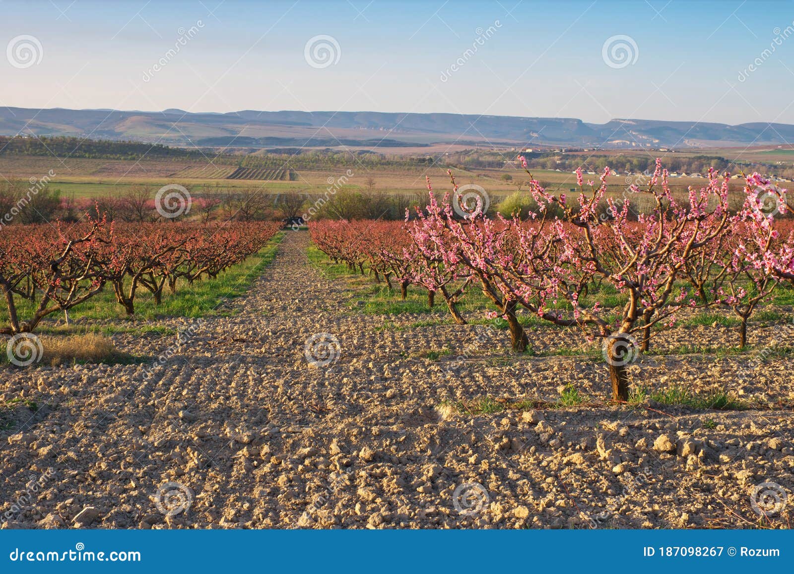 Orchard Blooming Spring Garden Stock Image - Image of march, cherry ...