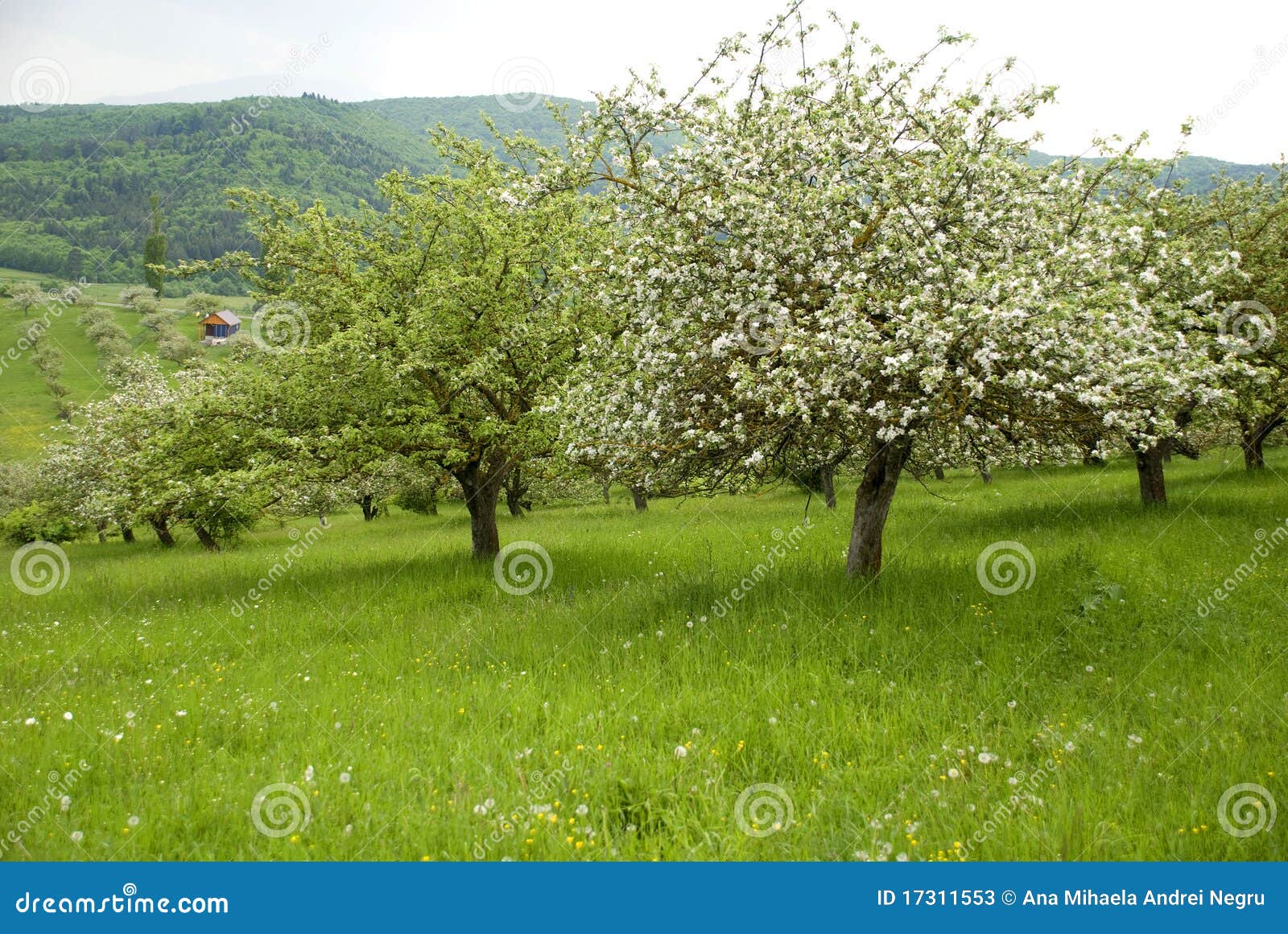 Orchard with Blossomed Apple Trees on Spring Stock Image - Image of ...
