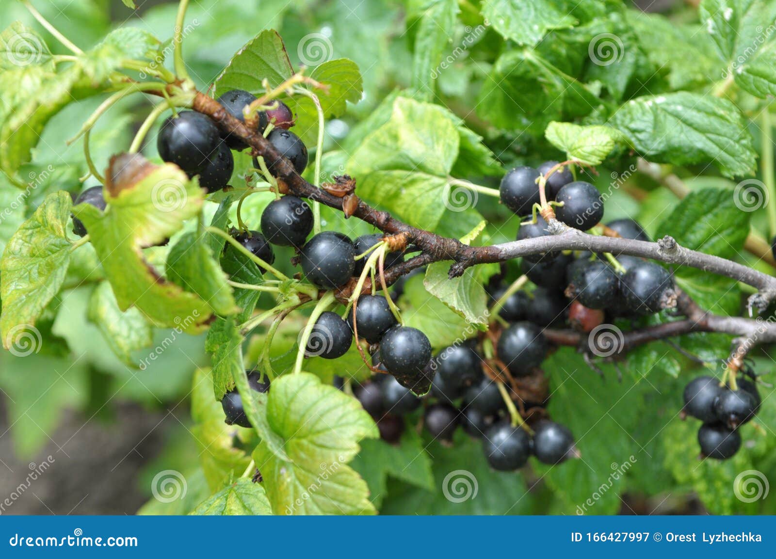 In the Orchard on the Branch of the Bush Ripens Currant Stock Image ...