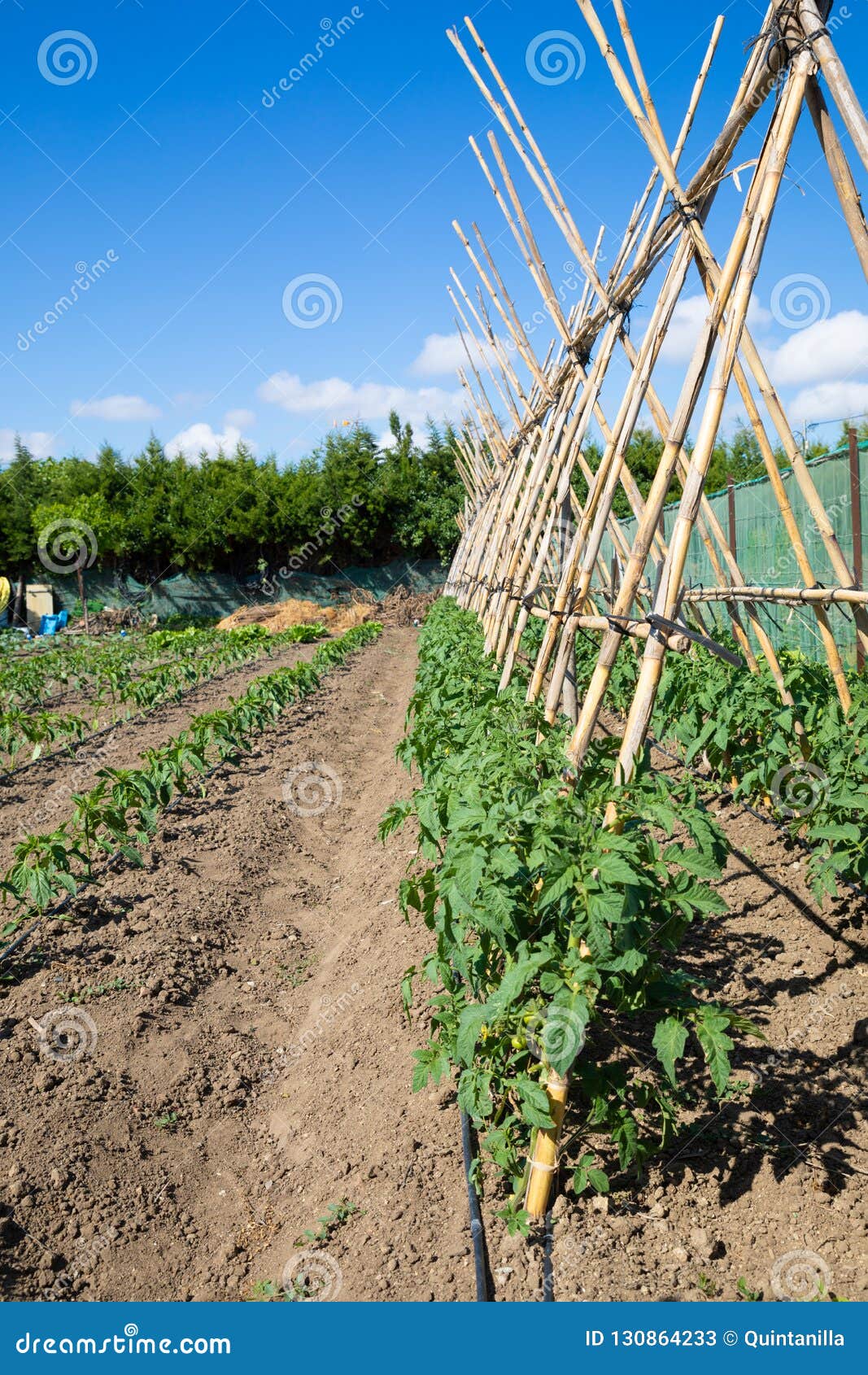 Orchard with Cane Structure for Fresh Tomato Plants Stock Image - Image ...