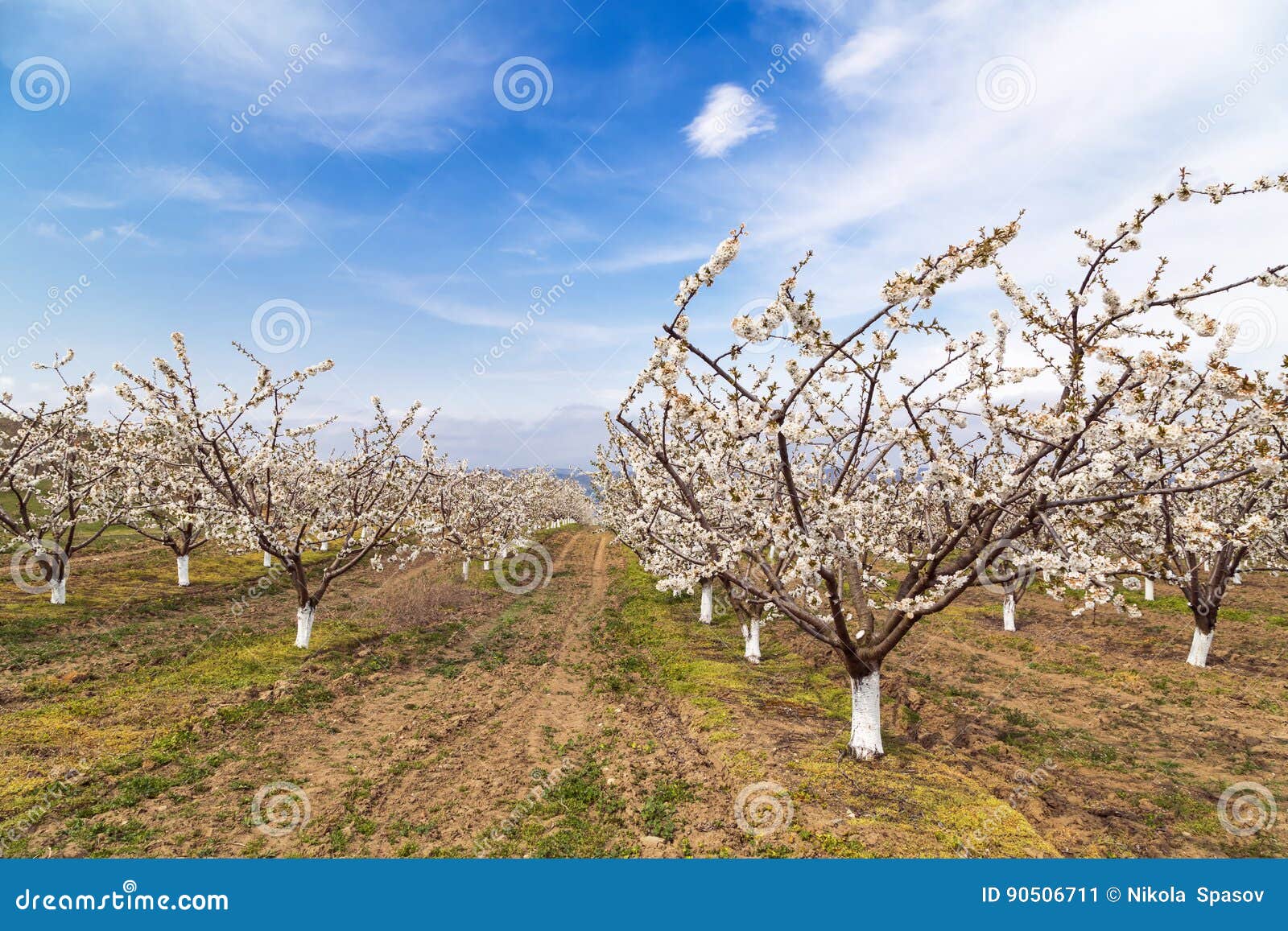 Orchard of cherry trees stock image. Image of beautiful - 90506711