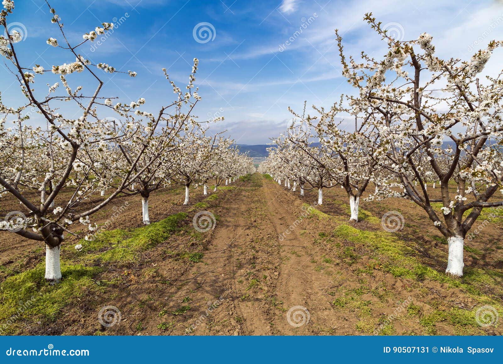 Orchard of Cherry Trees in Spring Stock Image - Image of beautiful ...