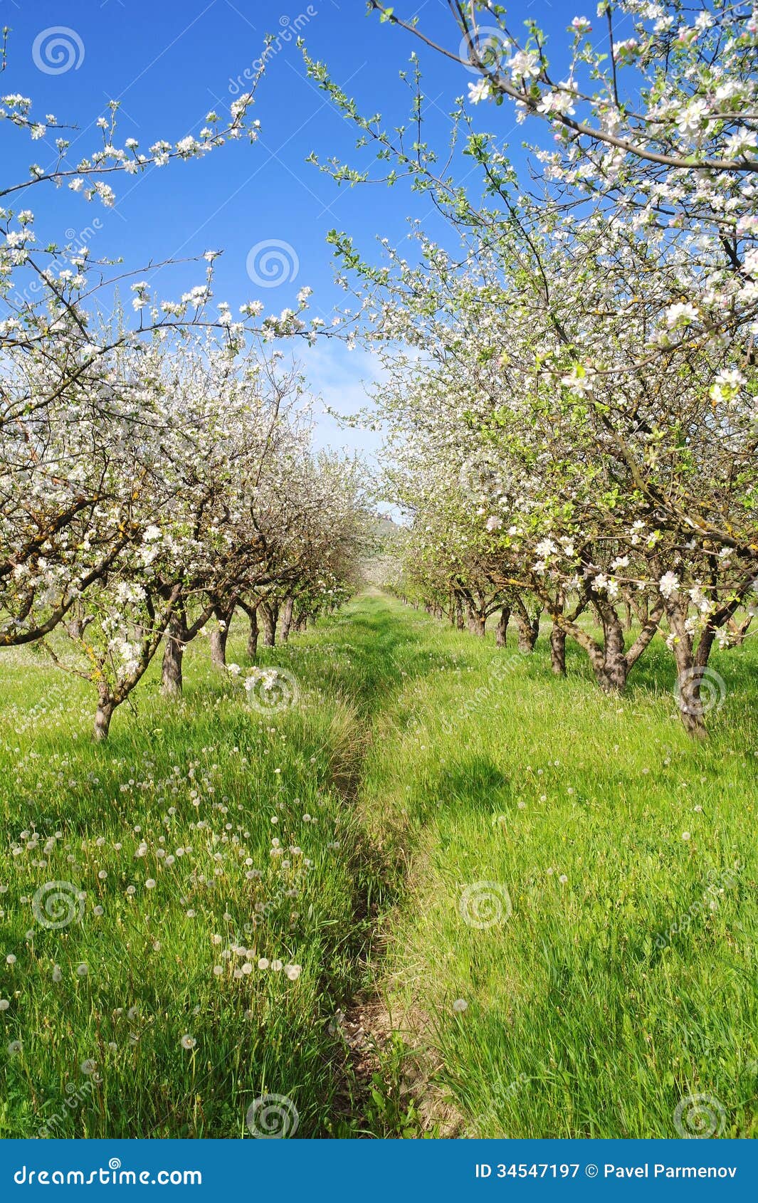 Orchard stock image. Image of garden, fruit, ditch, rural - 34547197