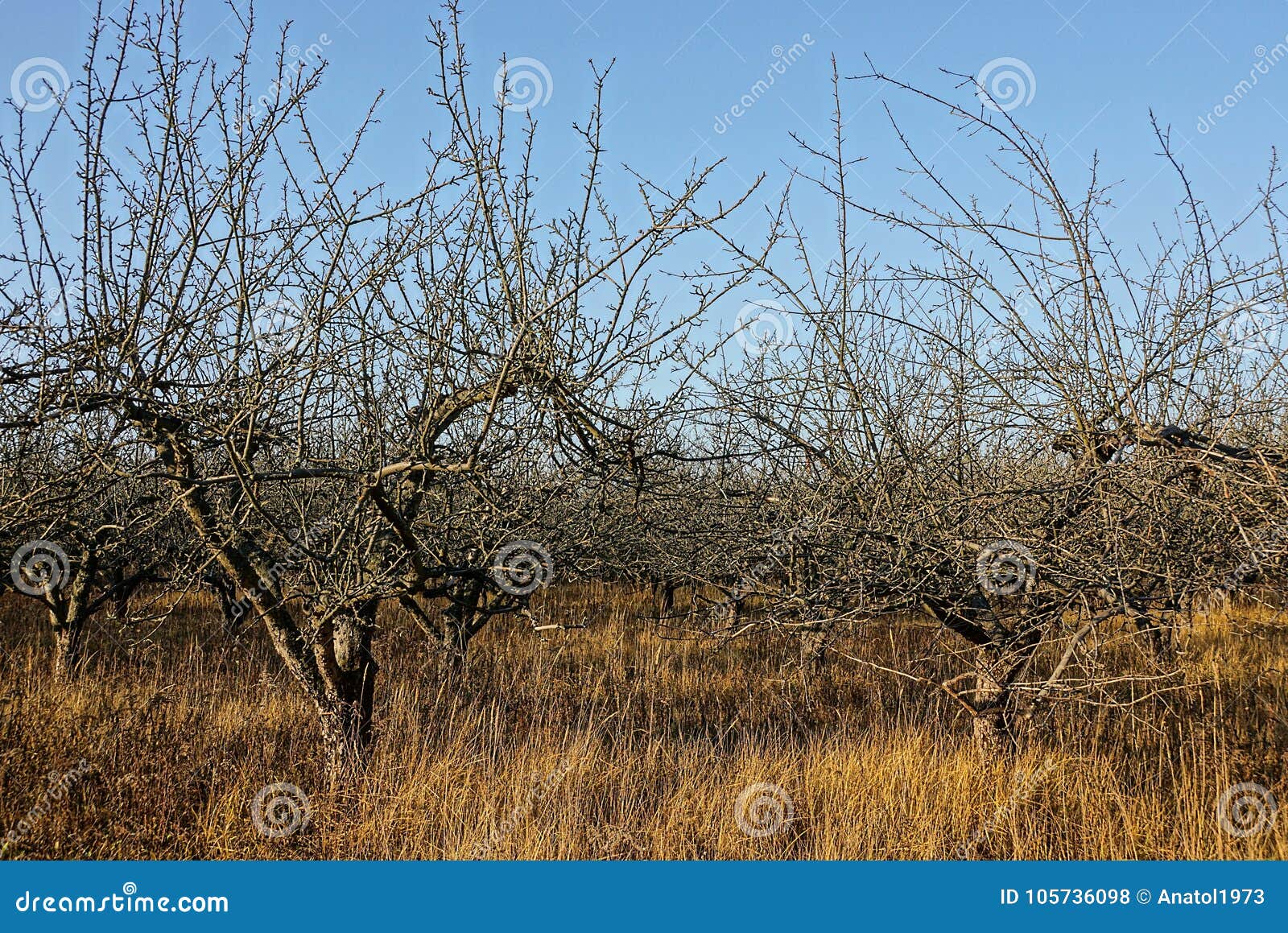 Orchard in with Empty Autumn Trees in Dry Grass Against the Sky Stock ...
