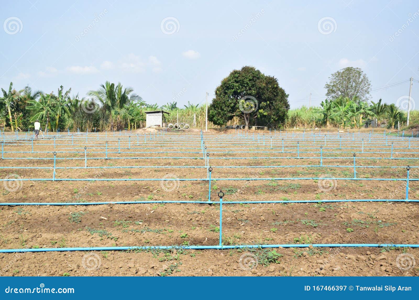 Orchard, Farming Agriculture with Irrigation System 180127 0010 Stock ...