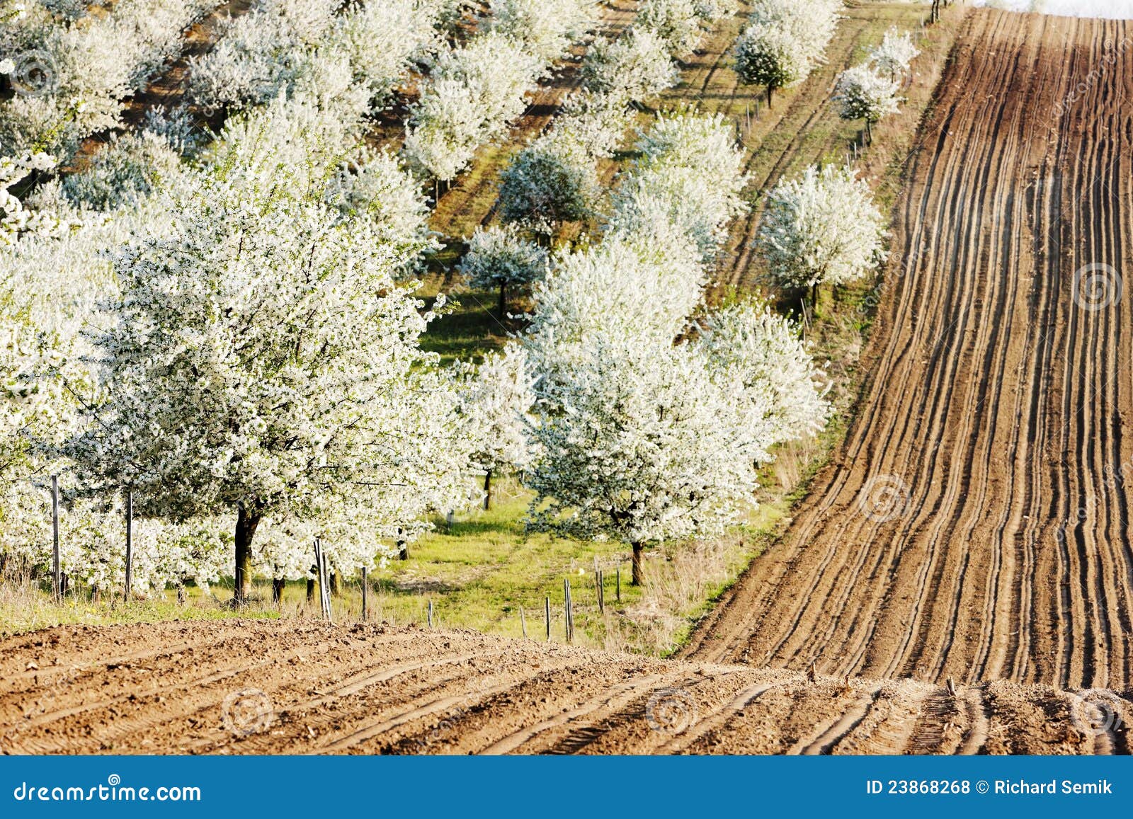 Orchard and field stock photo. Image of spring, orchard - 23868268
