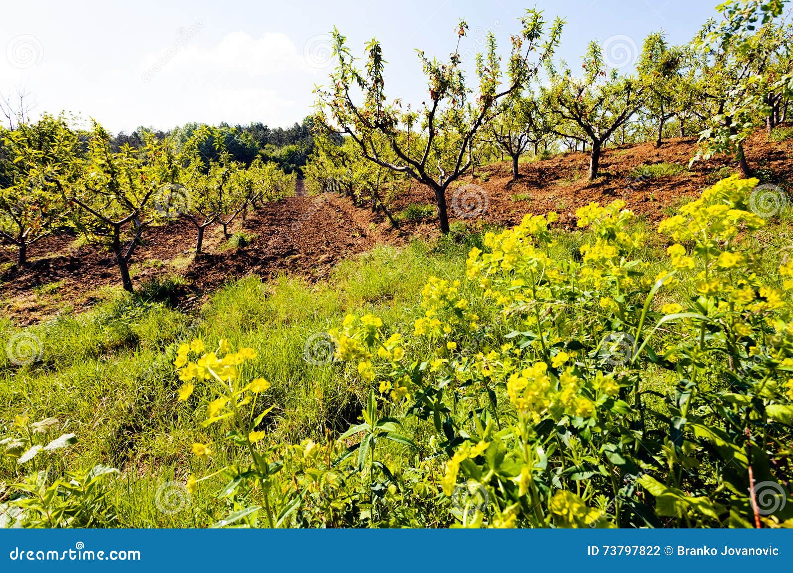 Orchard in the field stock photo. Image of plant, light - 73797822