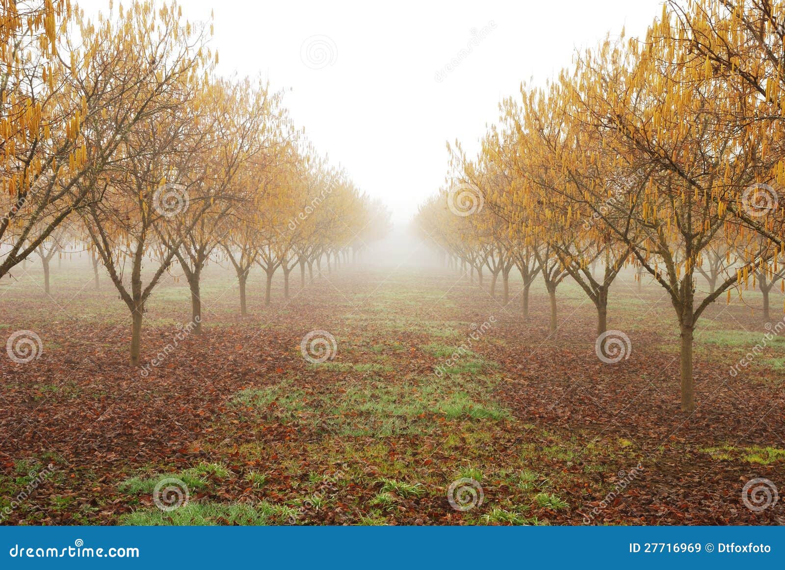 Orchard Fog stock image. Image of fall, bare, rural, land - 27716969