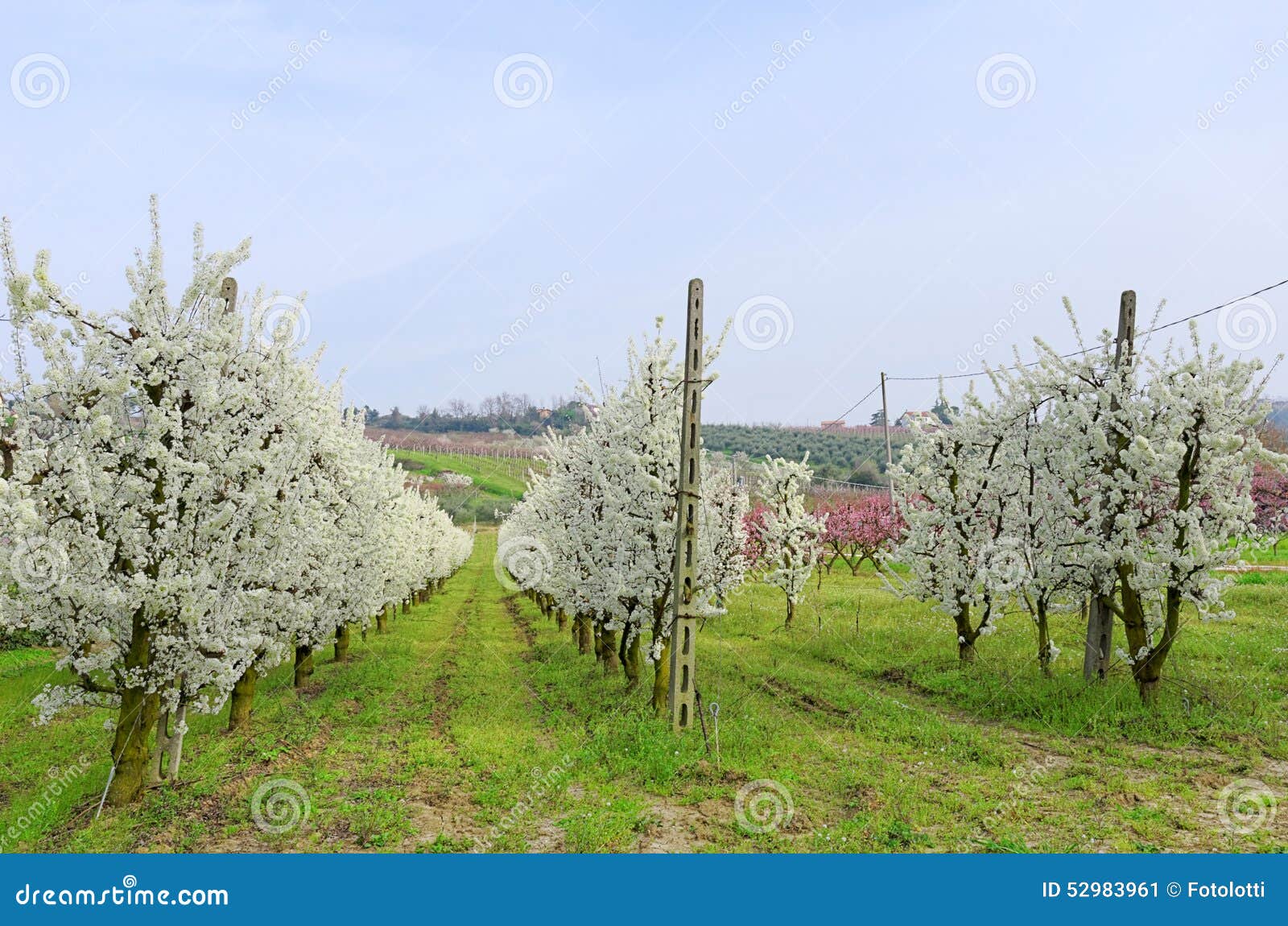 Orchard stock image. Image of fruit, fertile, farm, growing - 52983961