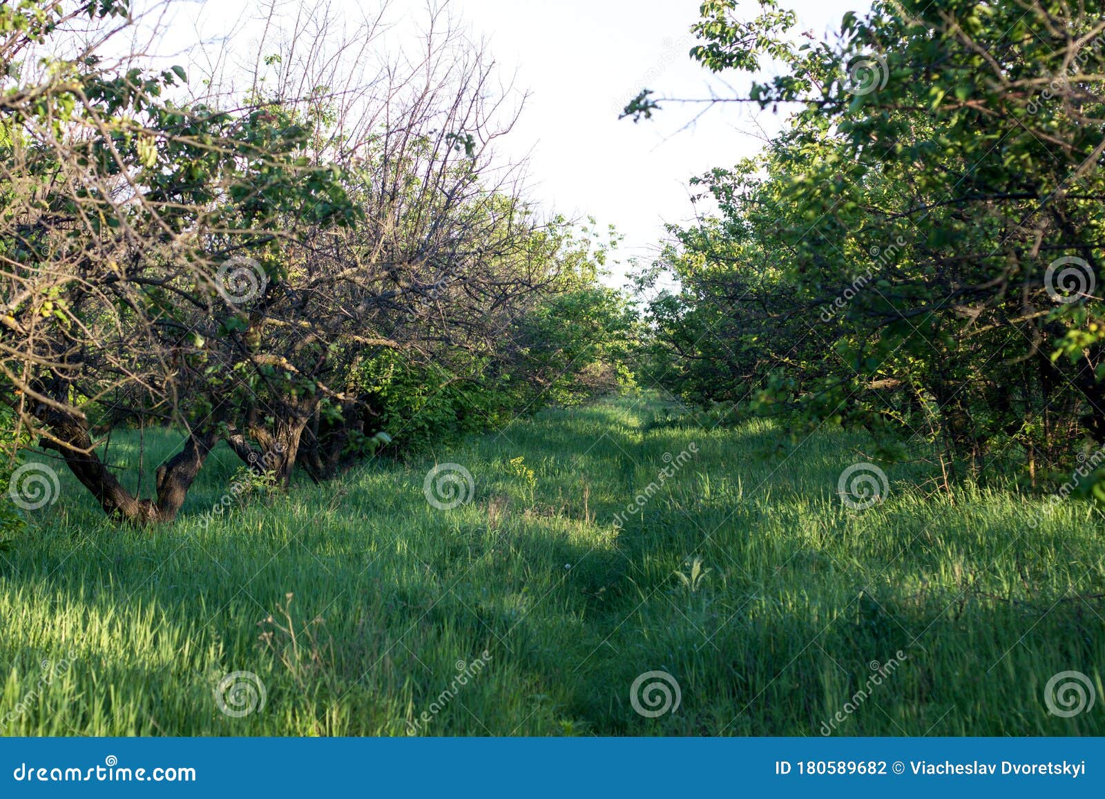 Orchard. Fruit Trees. Tall Green Grass Stock Photo - Image of leaf ...