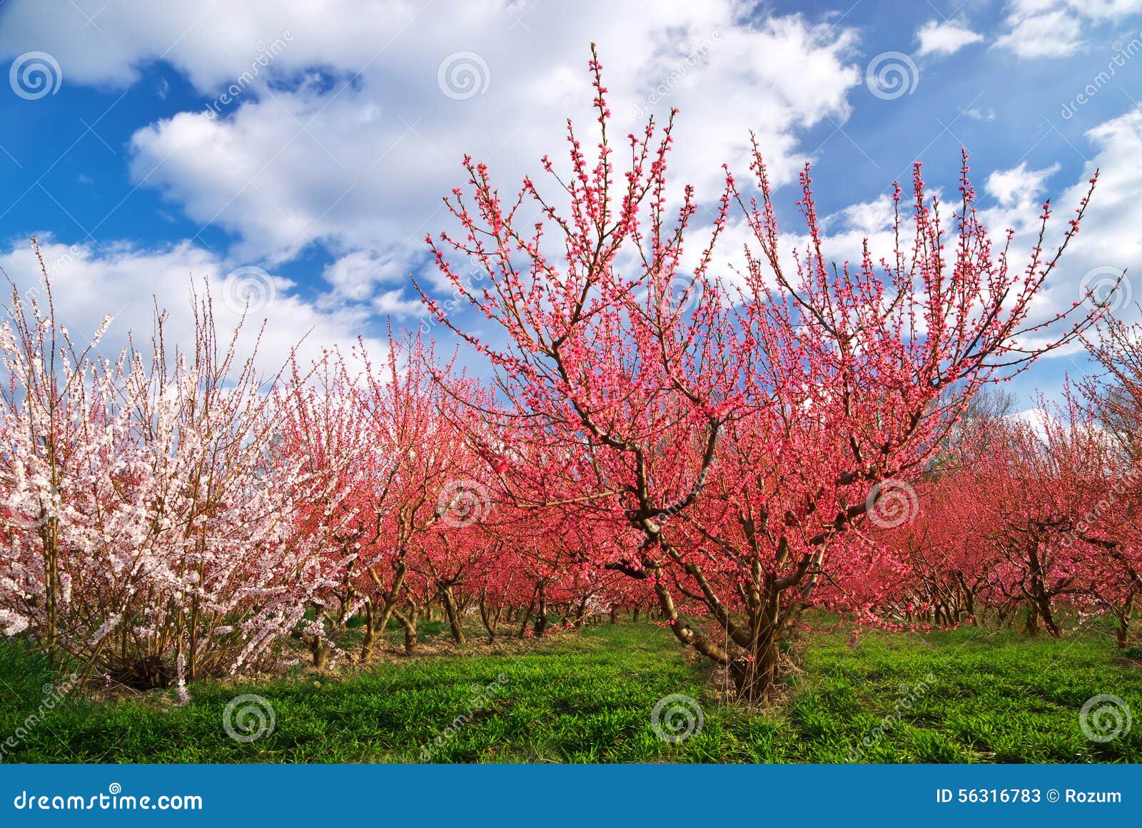 Orchard garden stock image. Image of cultivated, orchard - 56316783