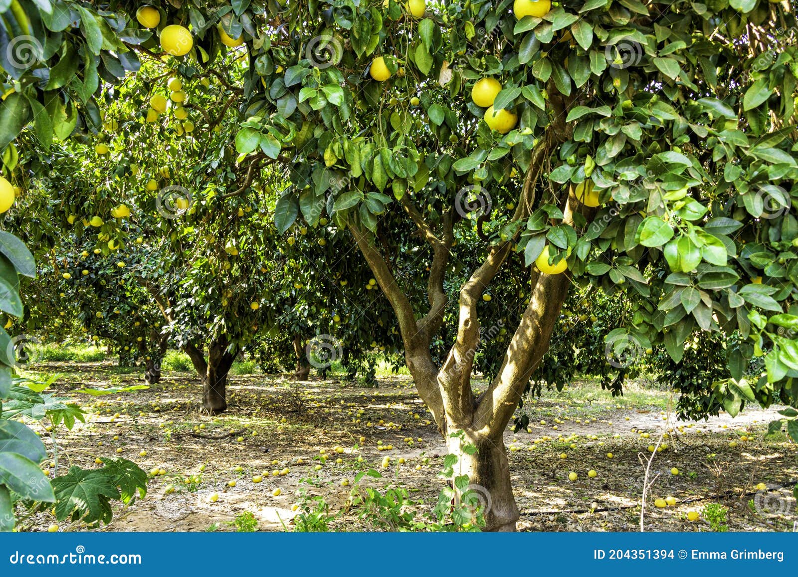 An Orchard with Grapefruit Trees with Ripe Fruits on the Branches ...