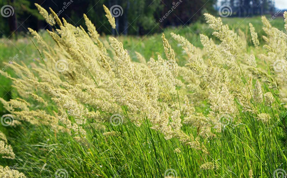 Orchard grass stock image. Image of orchard, forest, grass - 20375011