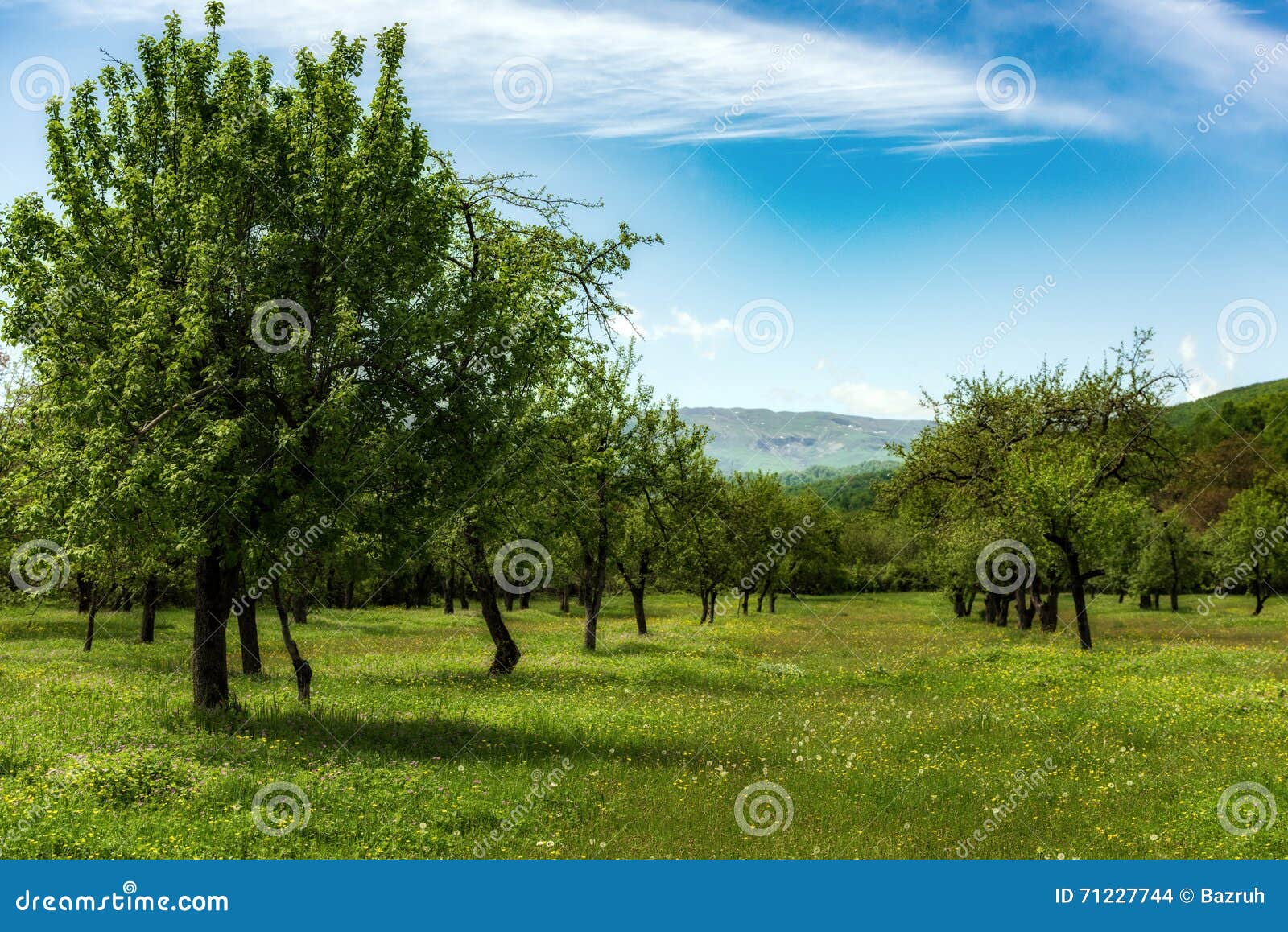 Orchard stock photo. Image of grass, autumn, farming - 71227744
