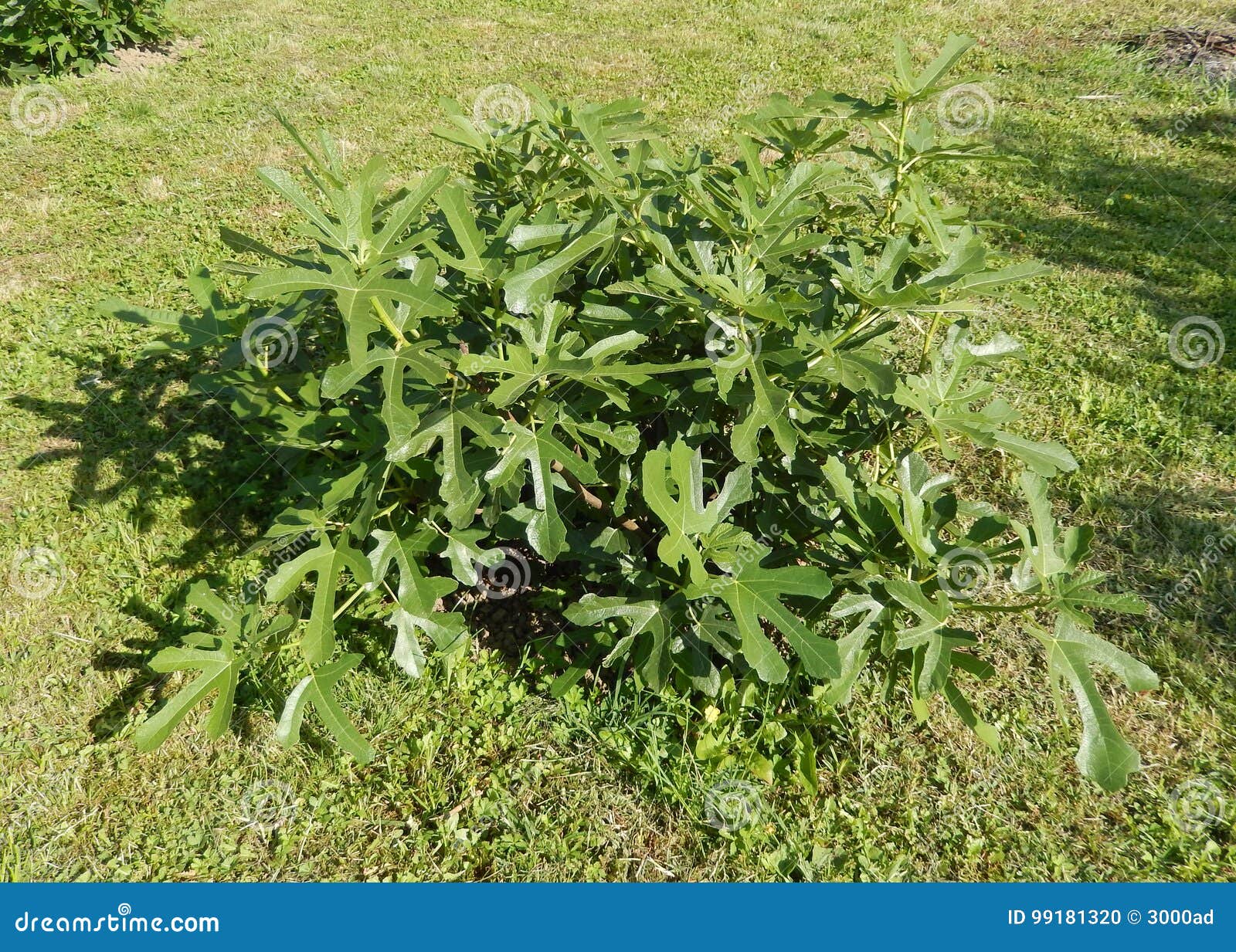 Orchard Greenery with a Fig Tree Stock Photo - Image of leaf, growing ...