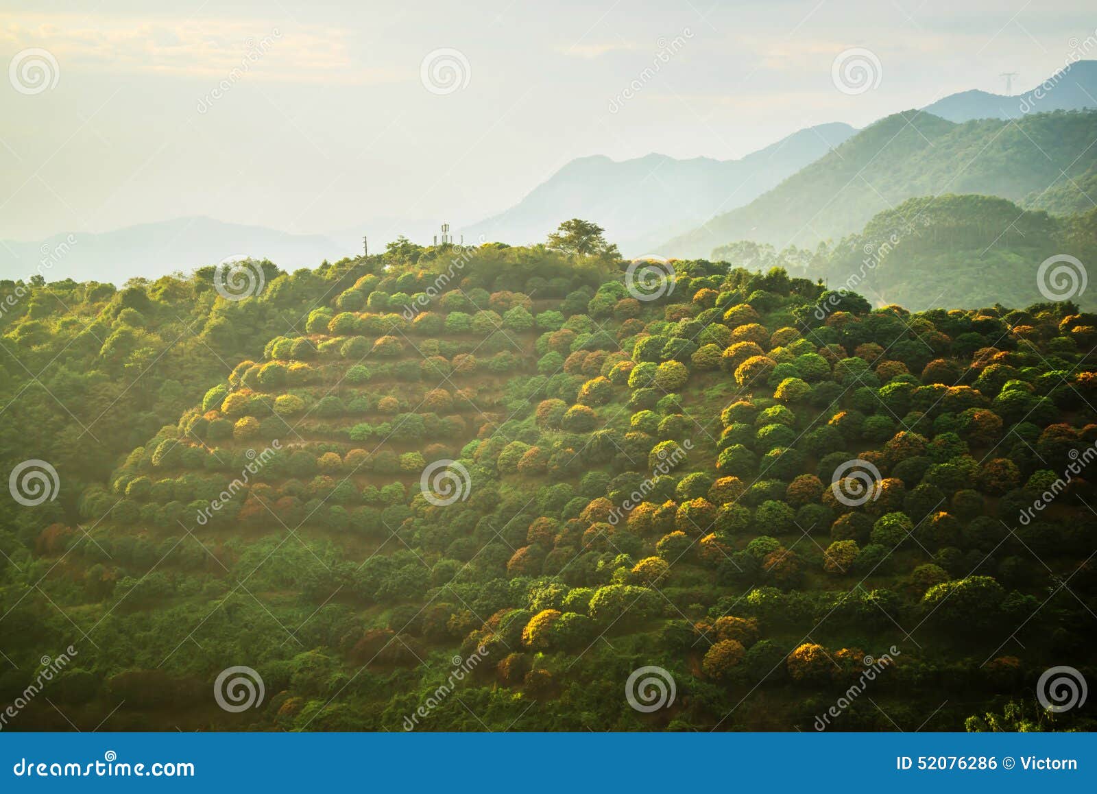 Orchard on the hill stock photo. Image of litchi, fresh - 52076286