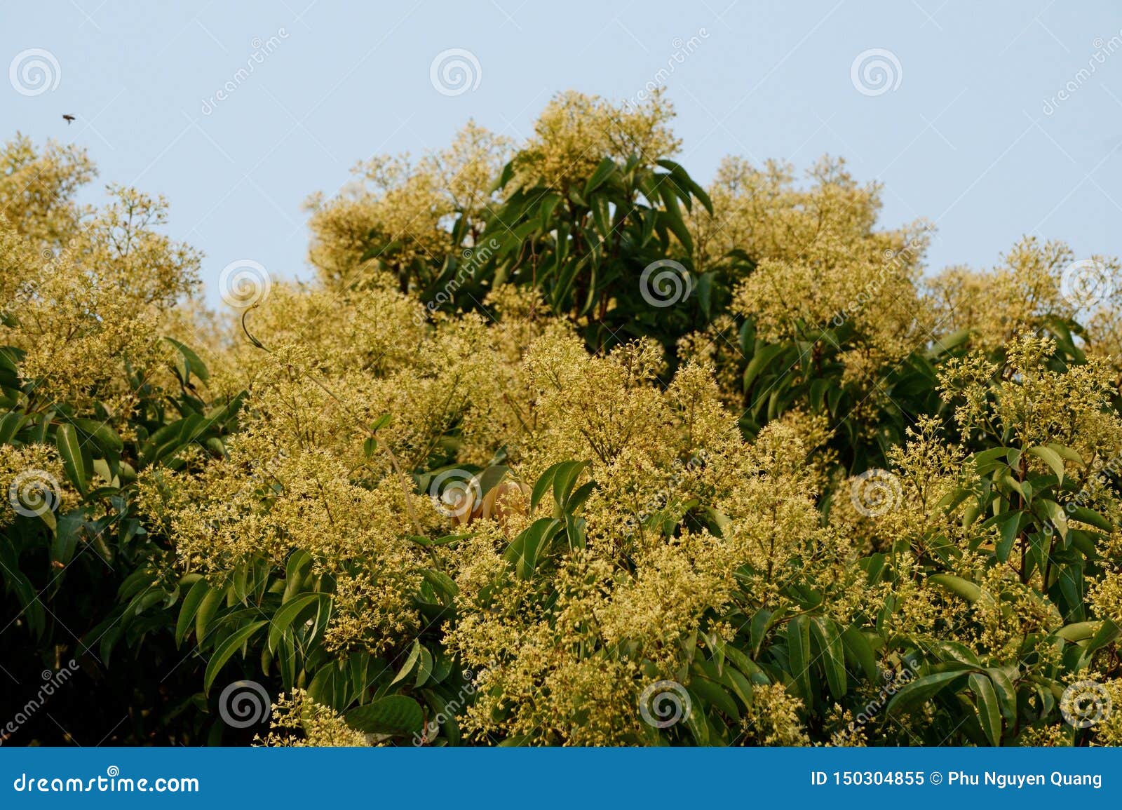 Lychee Flowers in Sunlight and Blue Sky Stock Image - Image of bloom ...