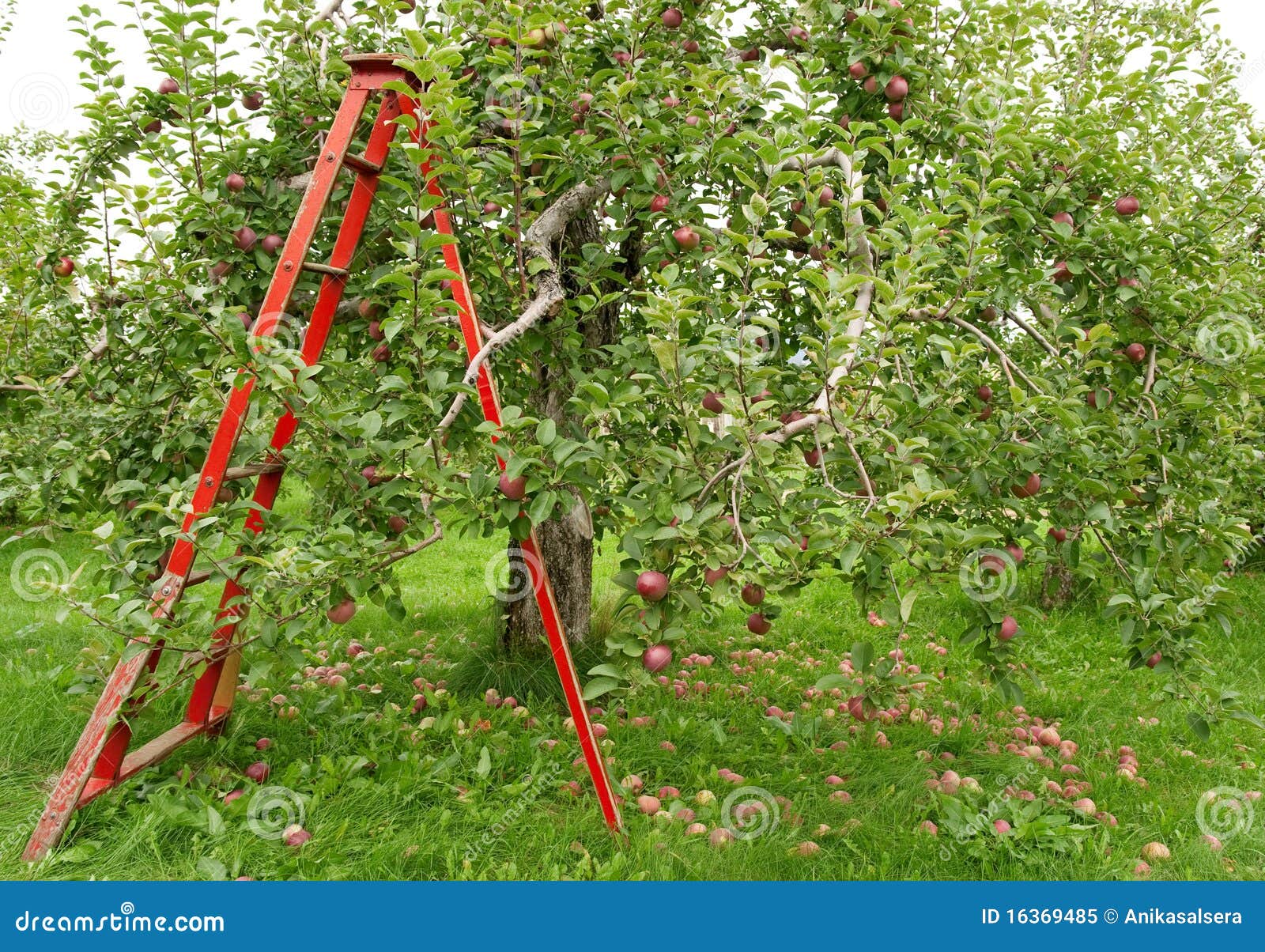 Orchard with Ladder To Pick Up Apples Stock Image - Image of green ...