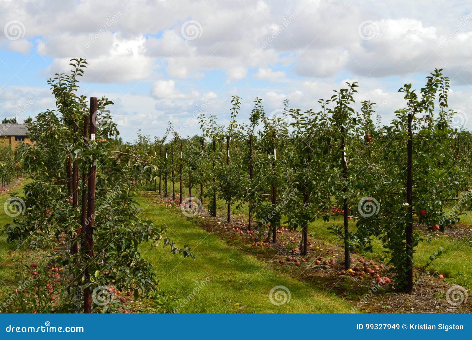 Orchard landscape stock image. Image of orchard, rows - 99327949