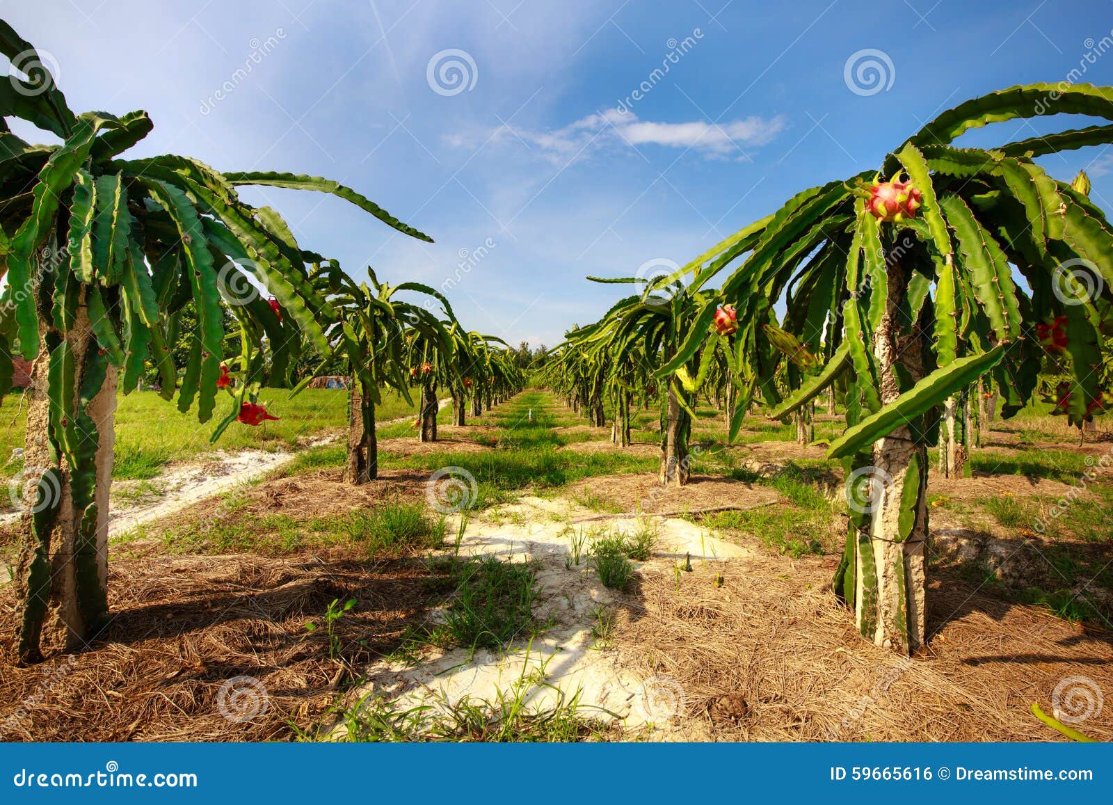 Orchard with Many Dragon Fruit Stock Photo - Image of organic, pink ...